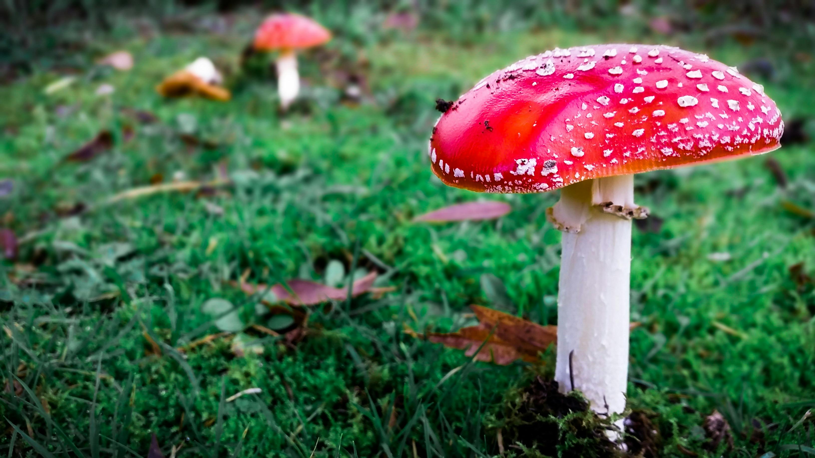 Free stock photo of close up, closeup, forest