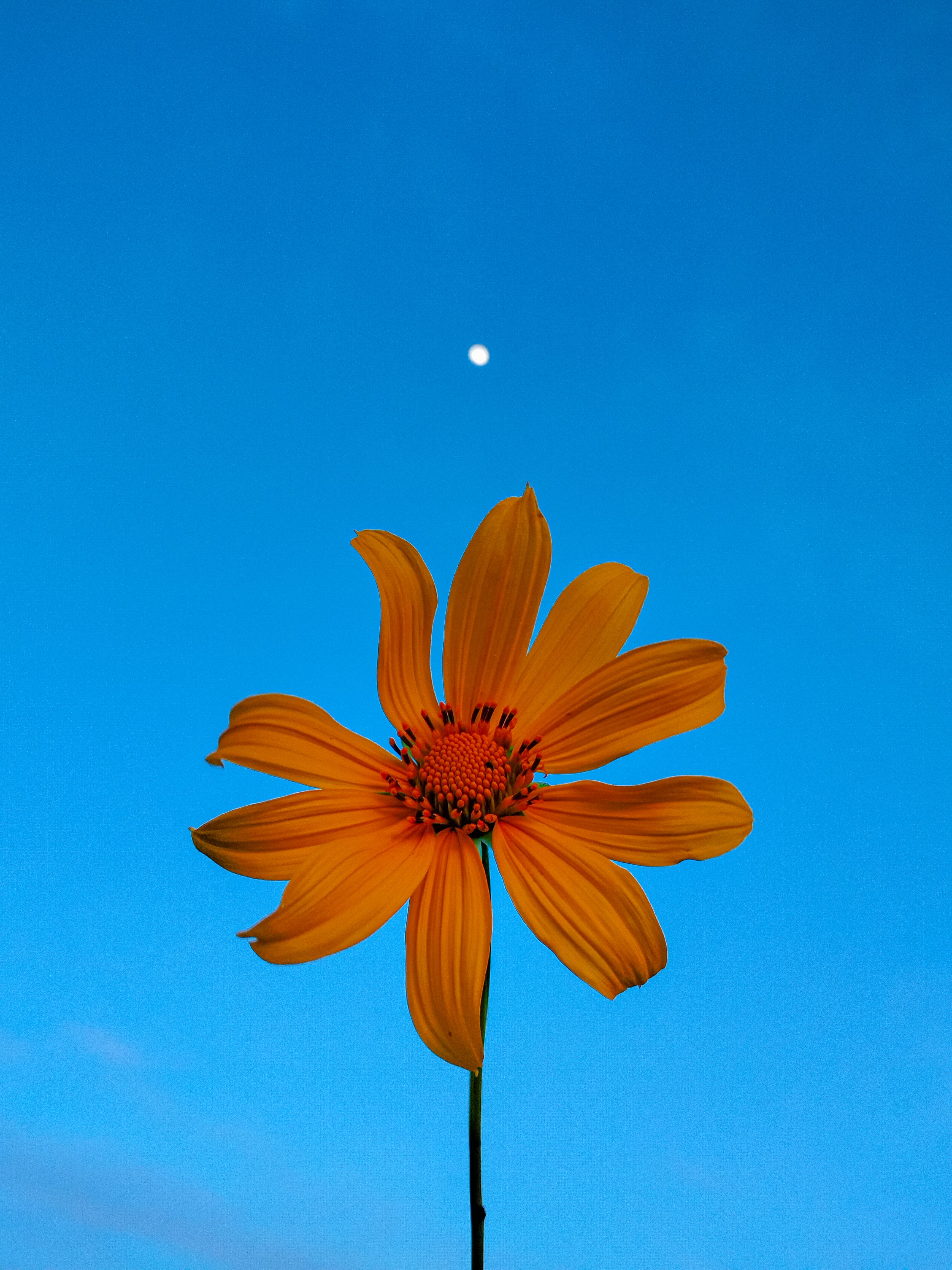 Bloom Moon Photos, Download The BEST Free Bloom Moon Stock Photos & HD ...