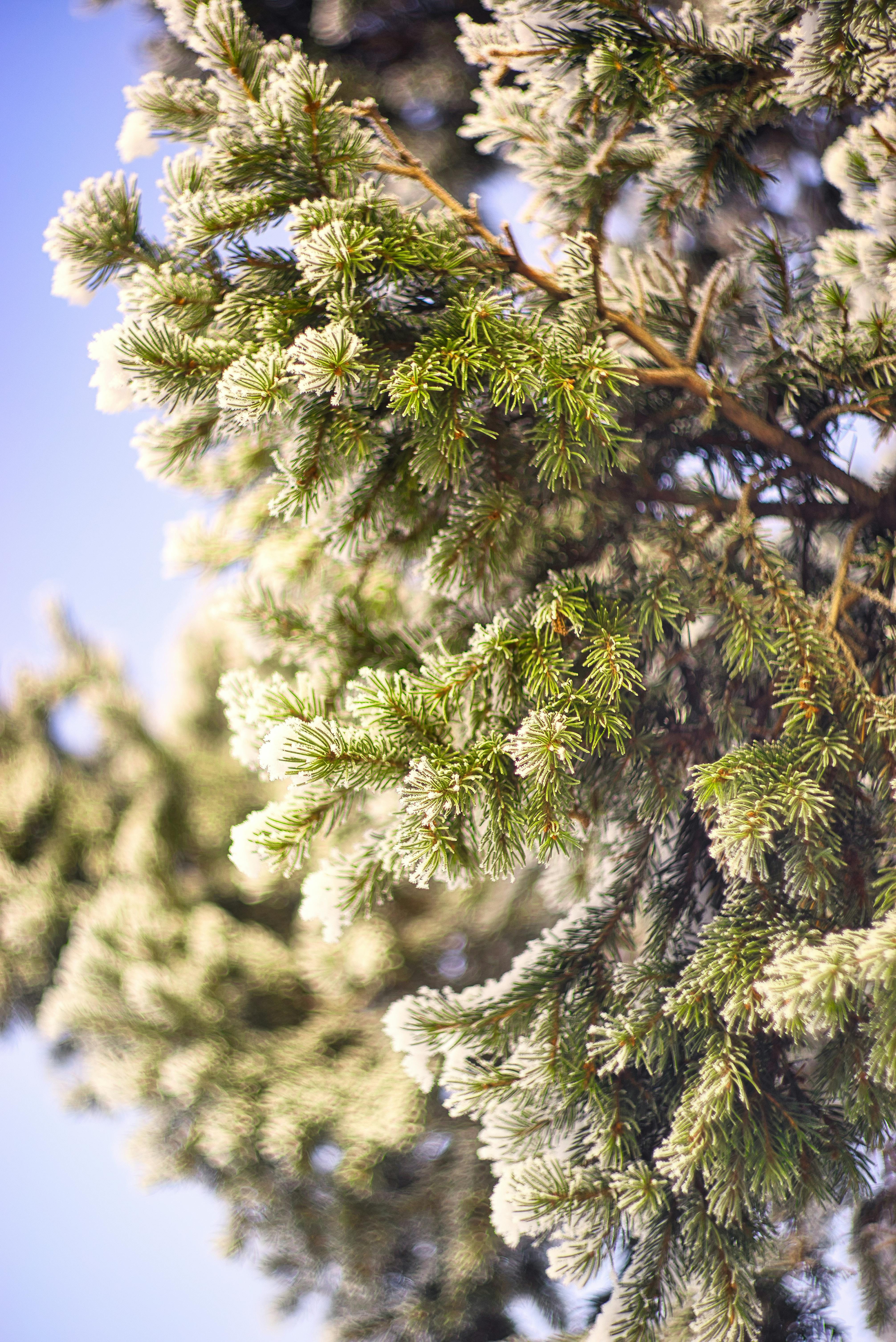 An Extreme Close-Up on Coniferous Branch · Free Stock Photo