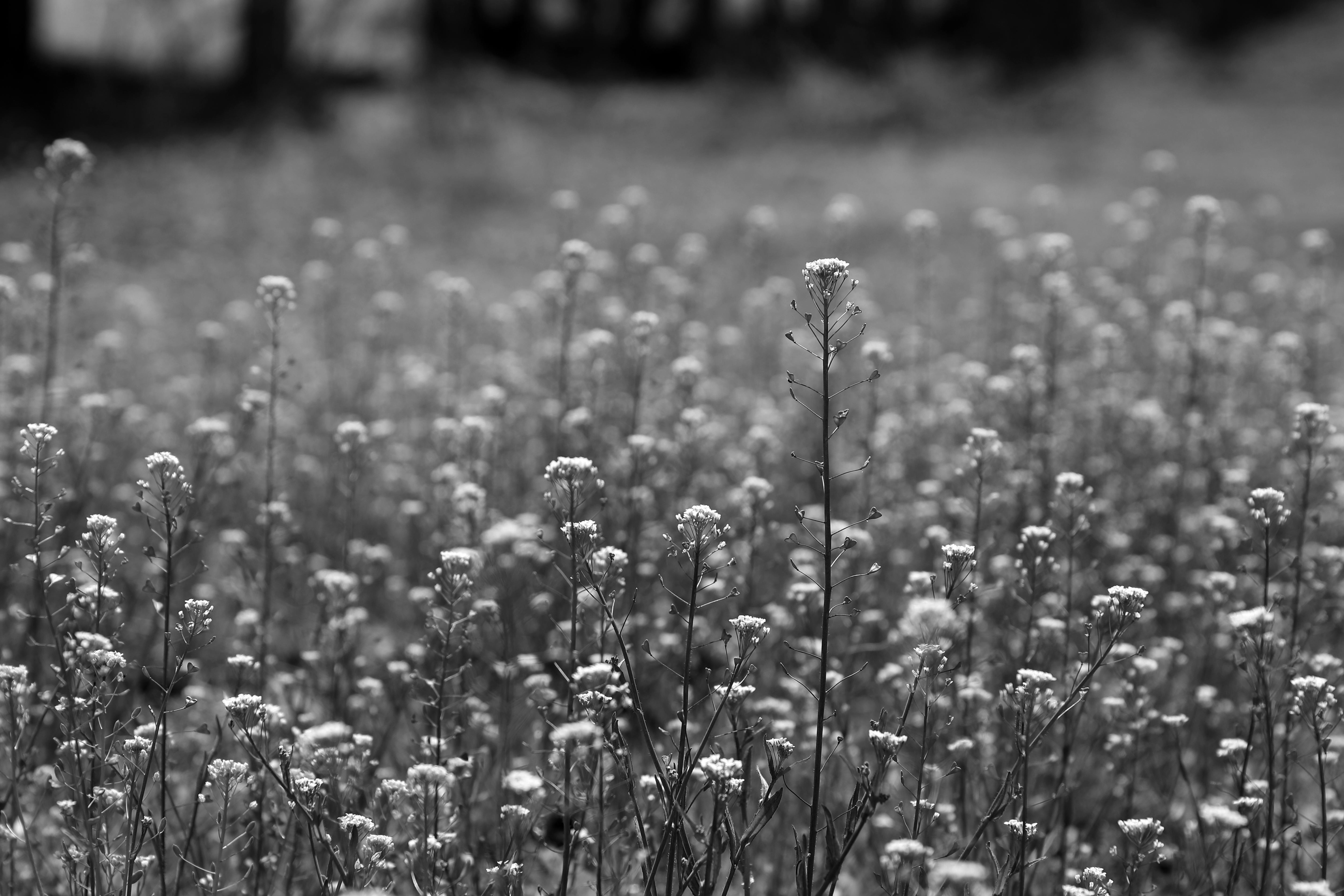 Grayscale Photography of Flower Field · Free Stock Photo
