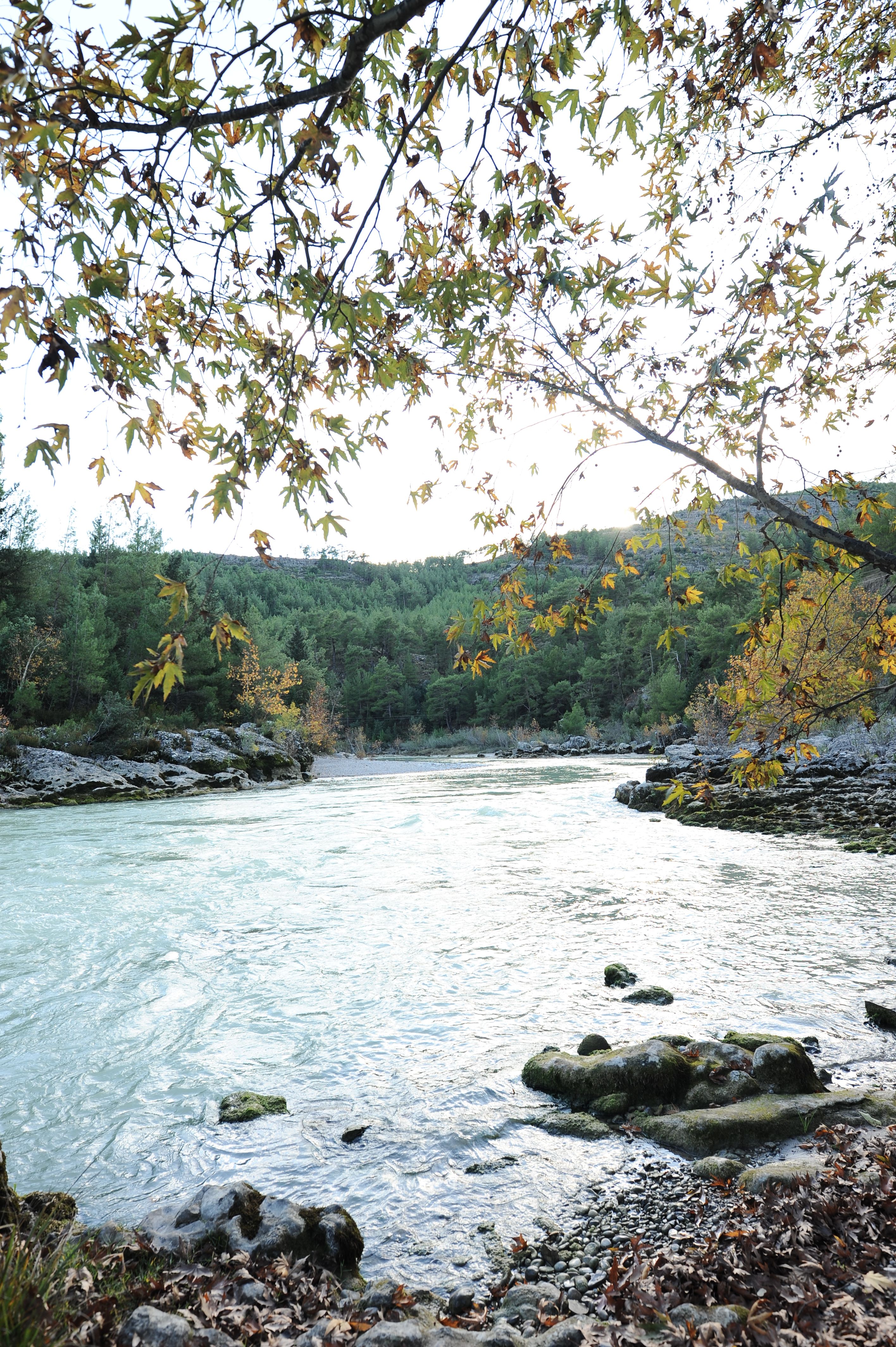 River Between Trees · Free Stock Photo