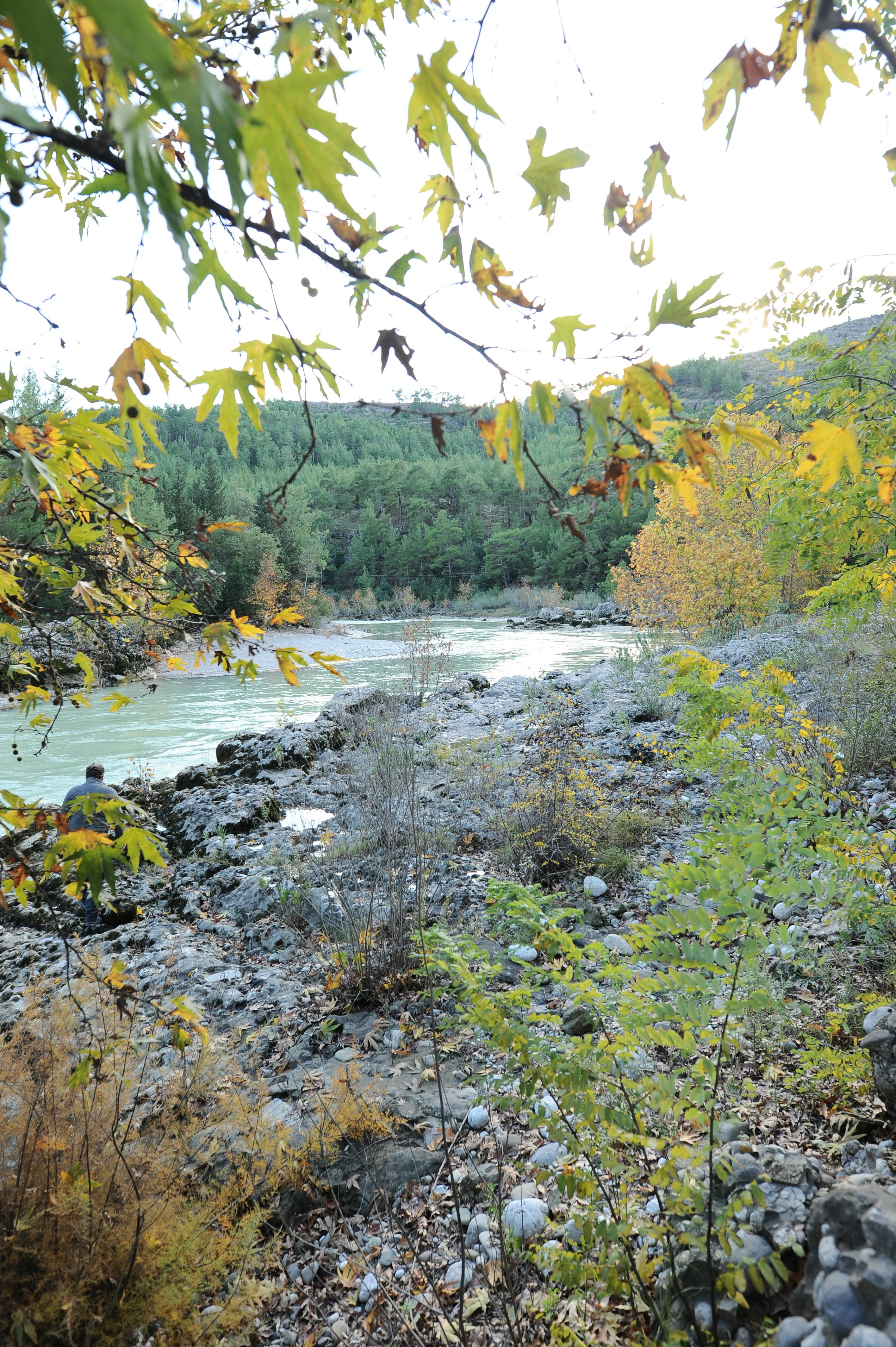 Green Trees Beside River Under Blue Sky · Free Stock Photo