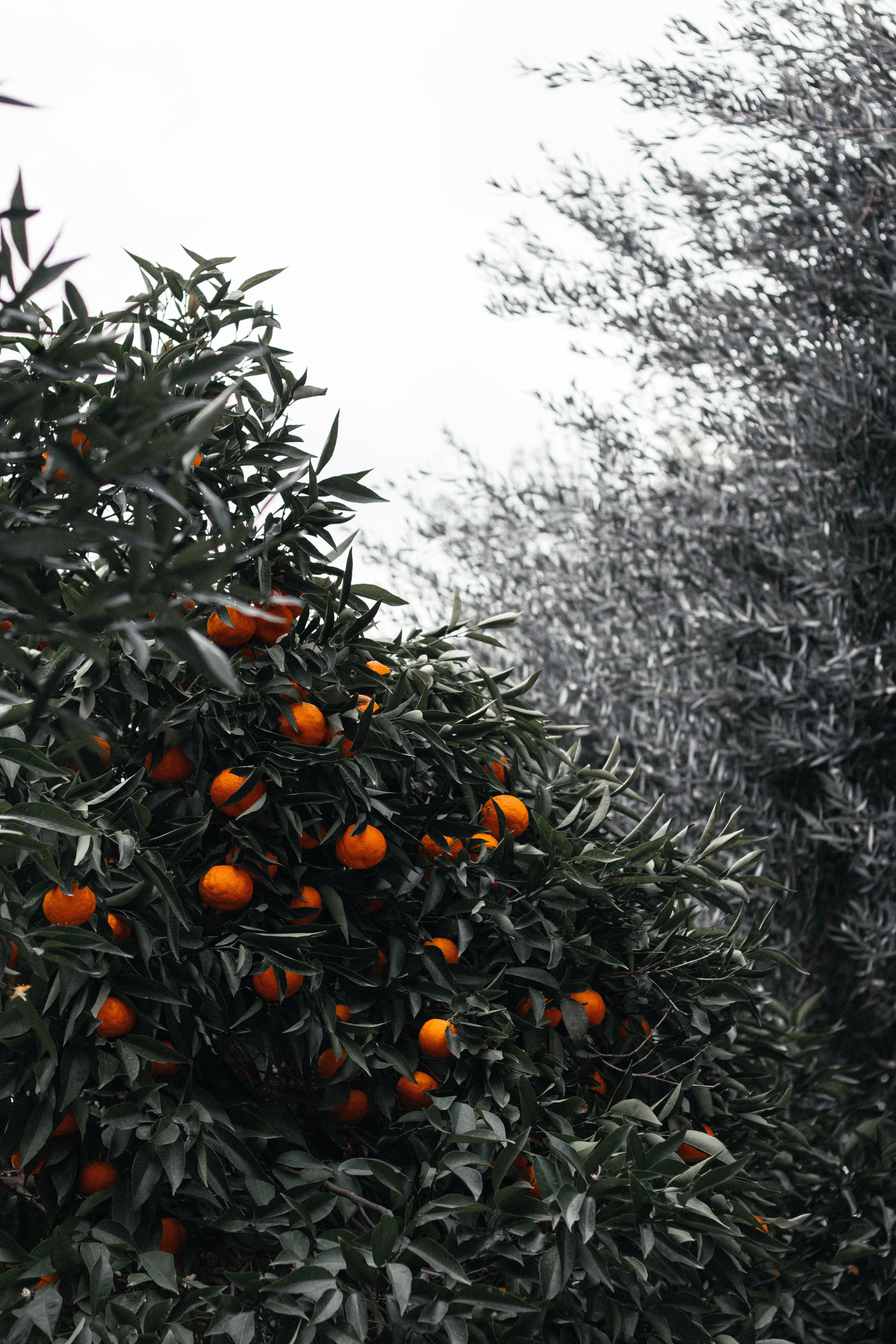 Photo of an Orange Tree · Free Stock Photo