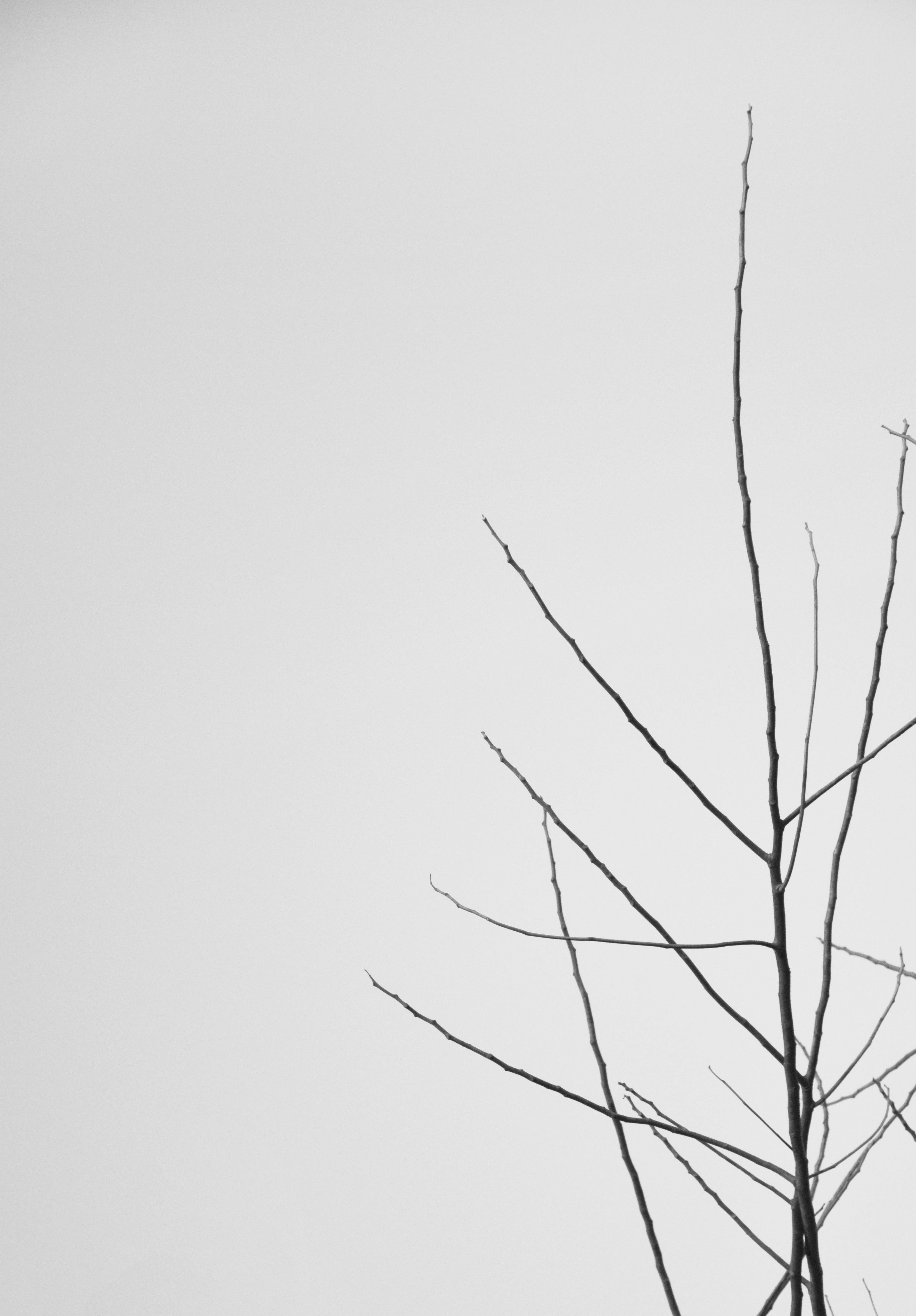 Grayscale Photo of a Leafless Tree Branches · Free Stock Photo