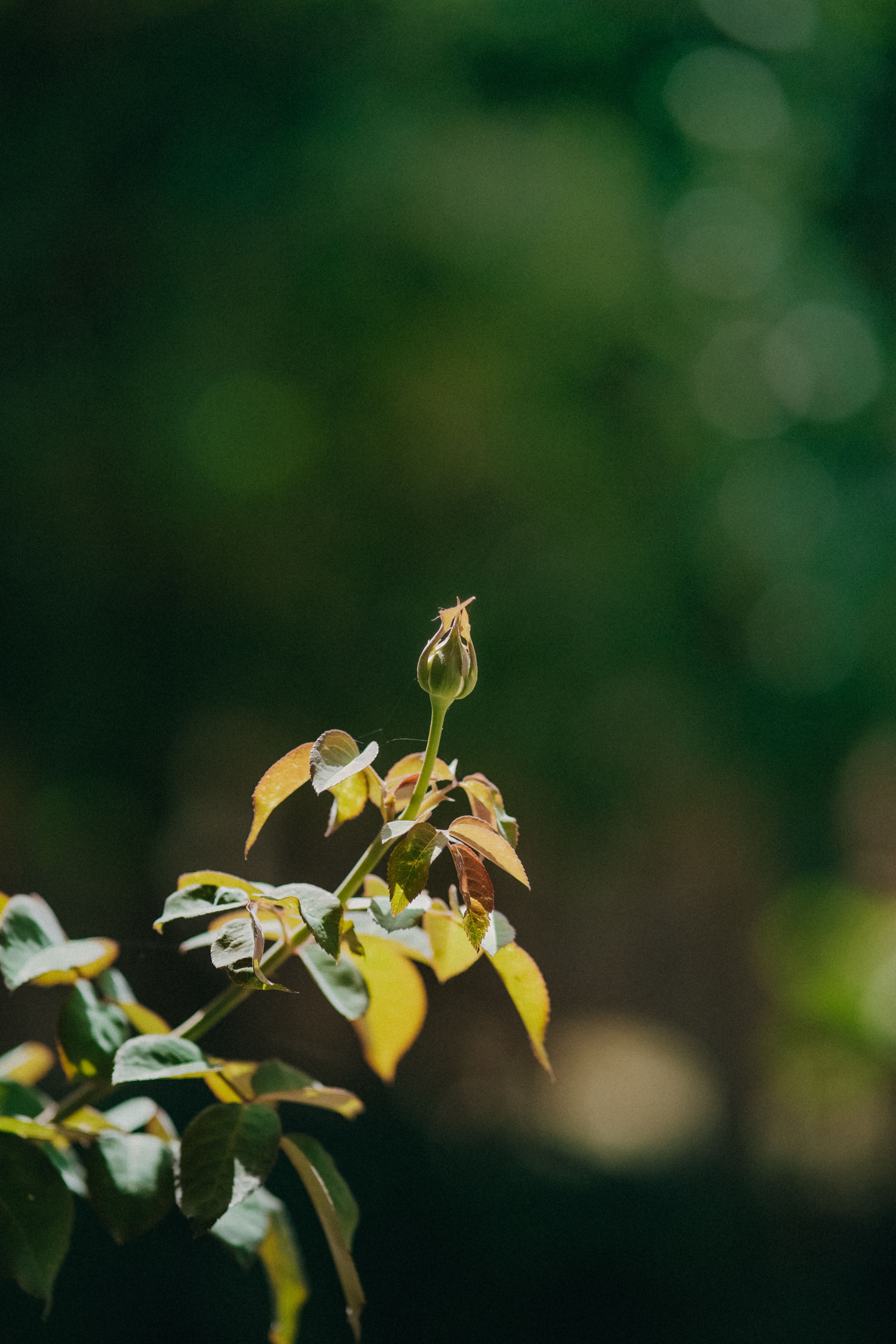 Bud of a Flower on a Rose Bush · Free Stock Photo