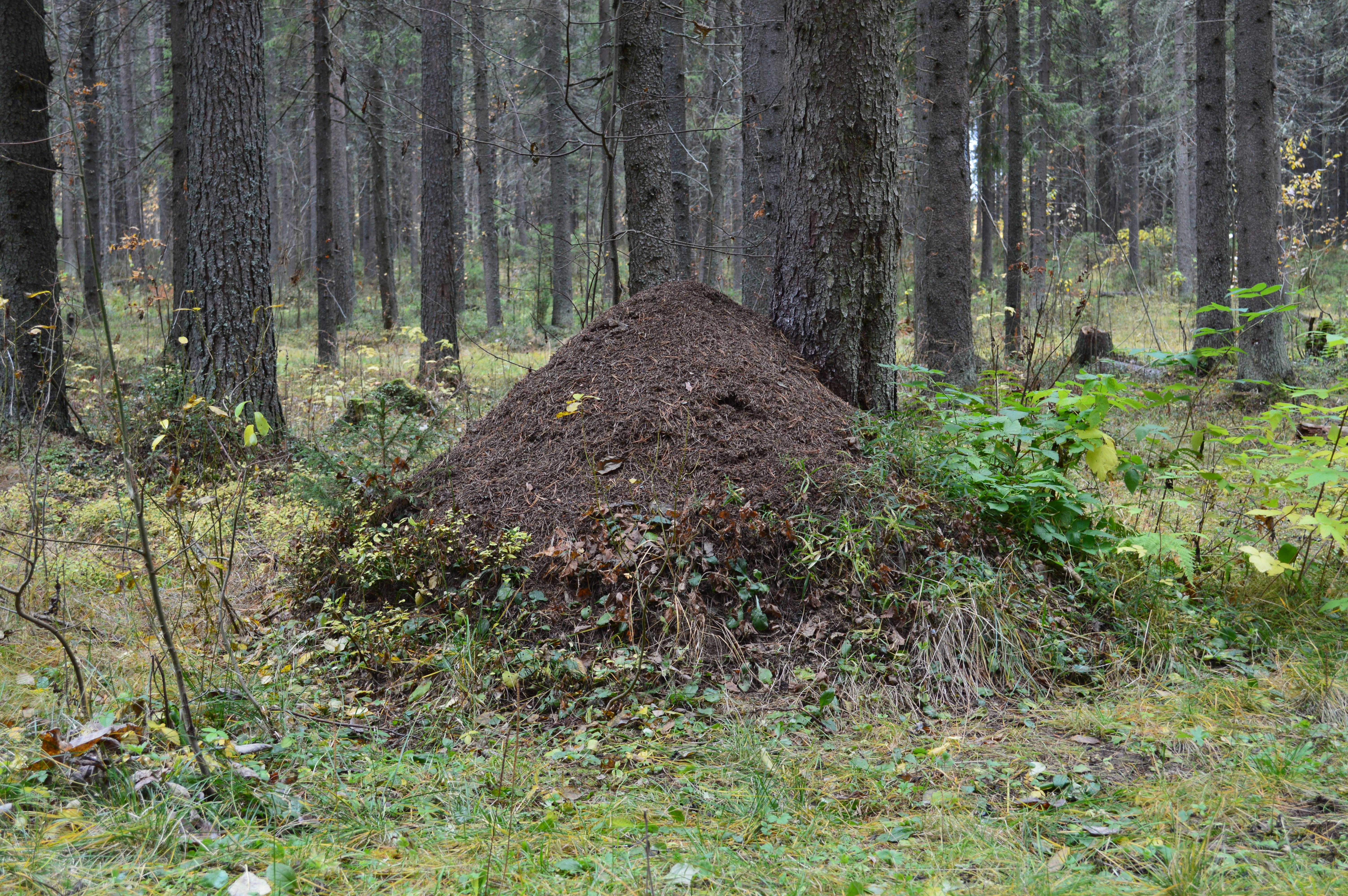 Anthill in the Forest · Free Stock Photo
