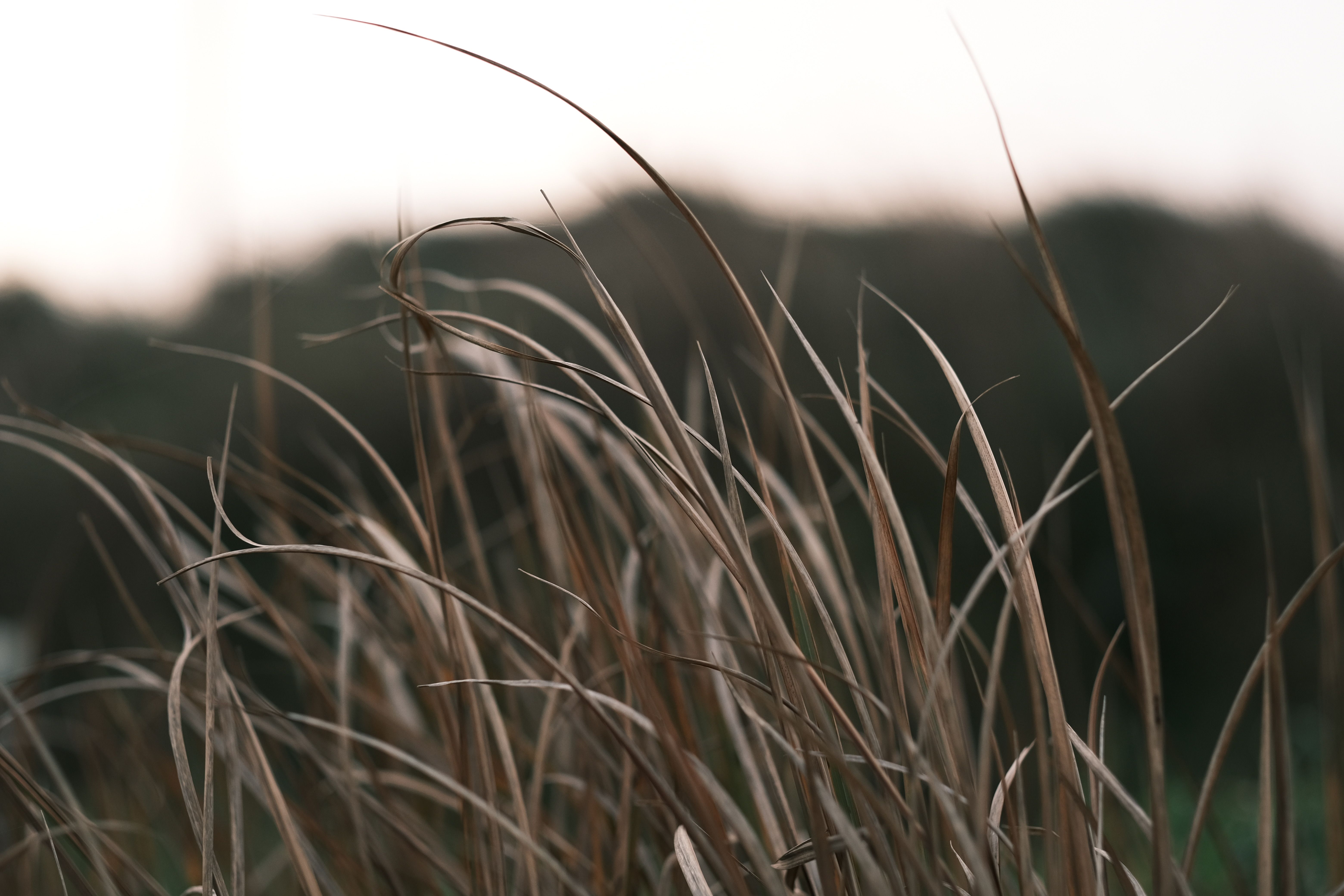 Close-Up Shot of Dried Grass · Free Stock Photo