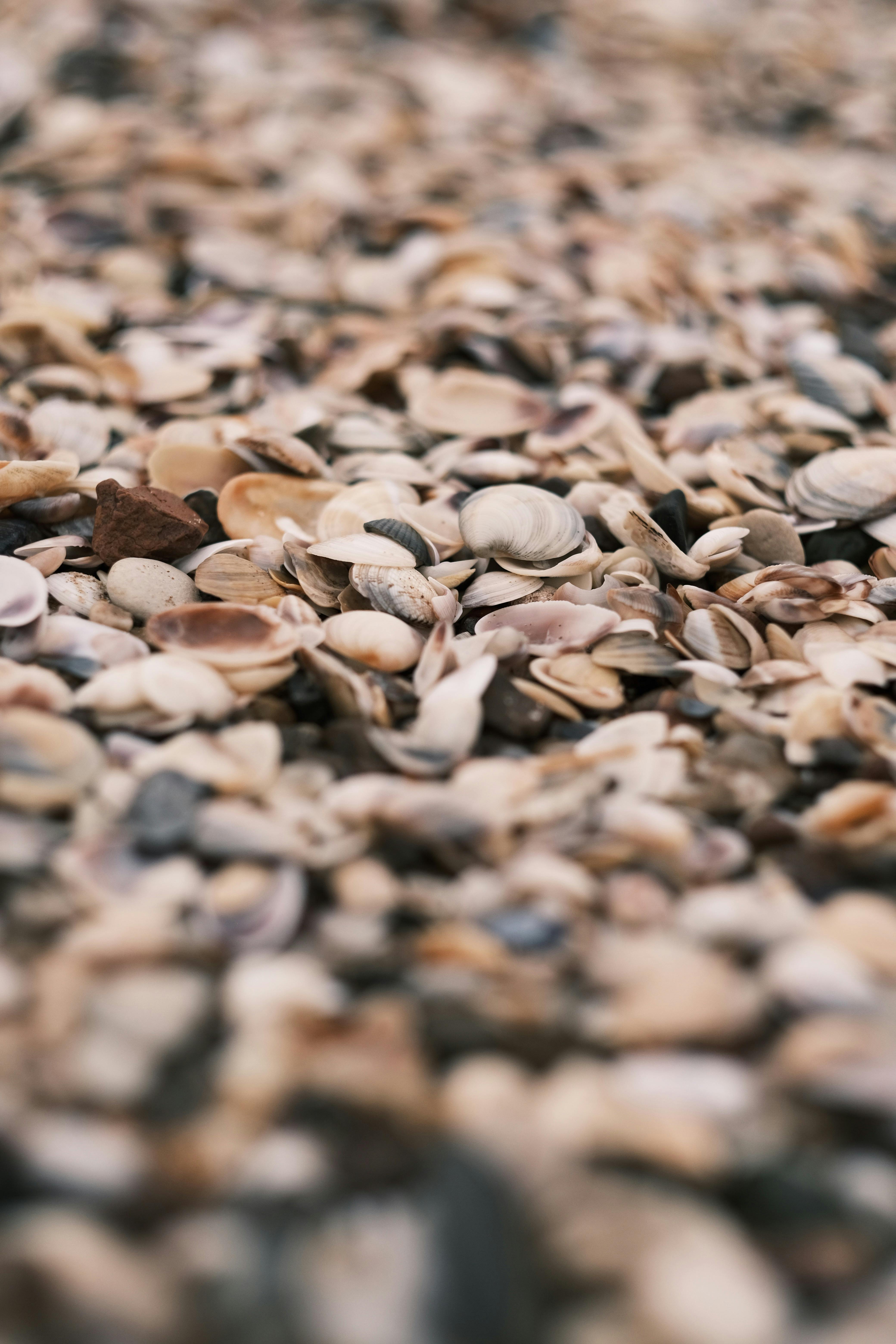 Close Up Photo of Shells With Green Stone · Free Stock Photo