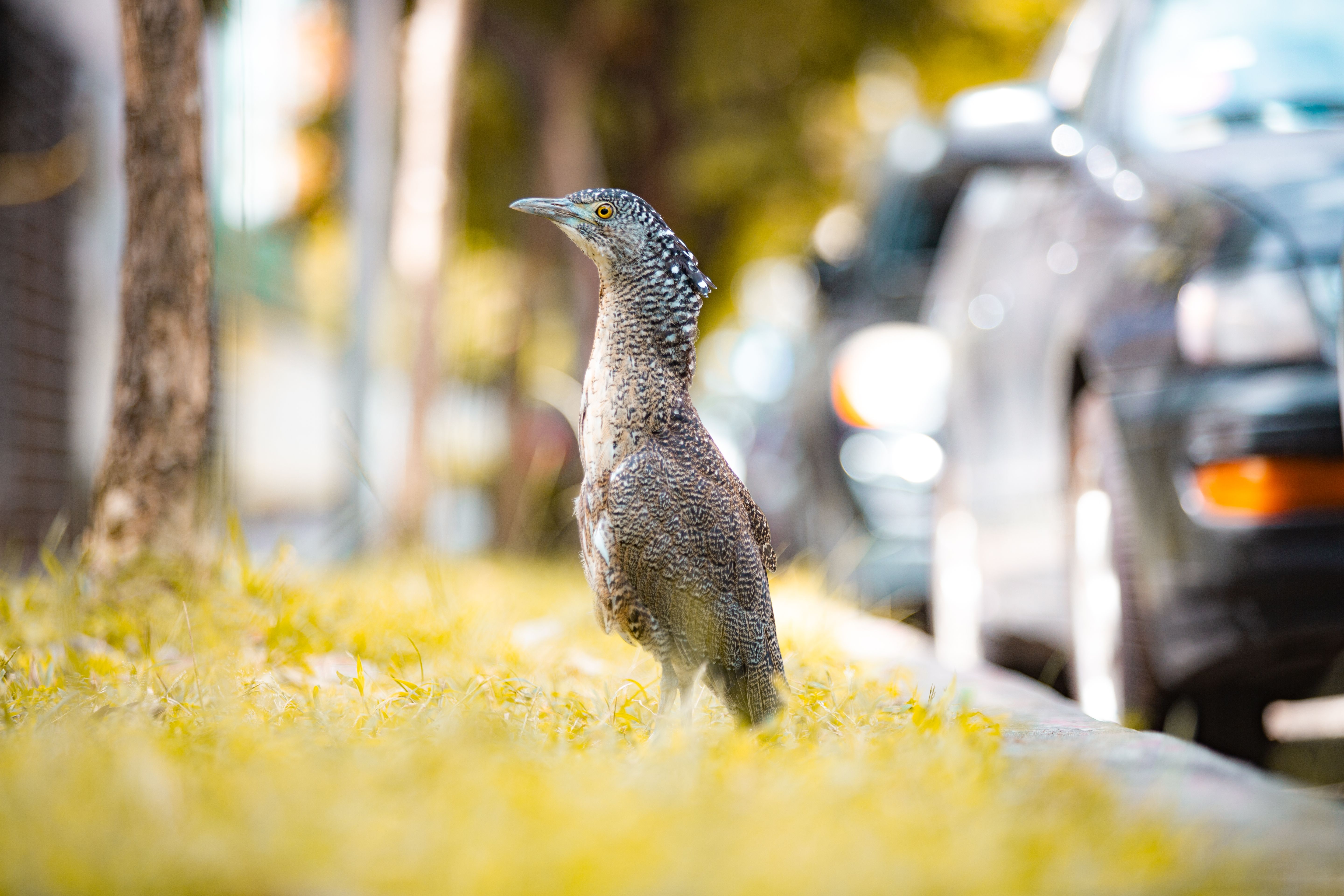Malayan Colugo Photos, Download The BEST Free Malayan Colugo Stock ...