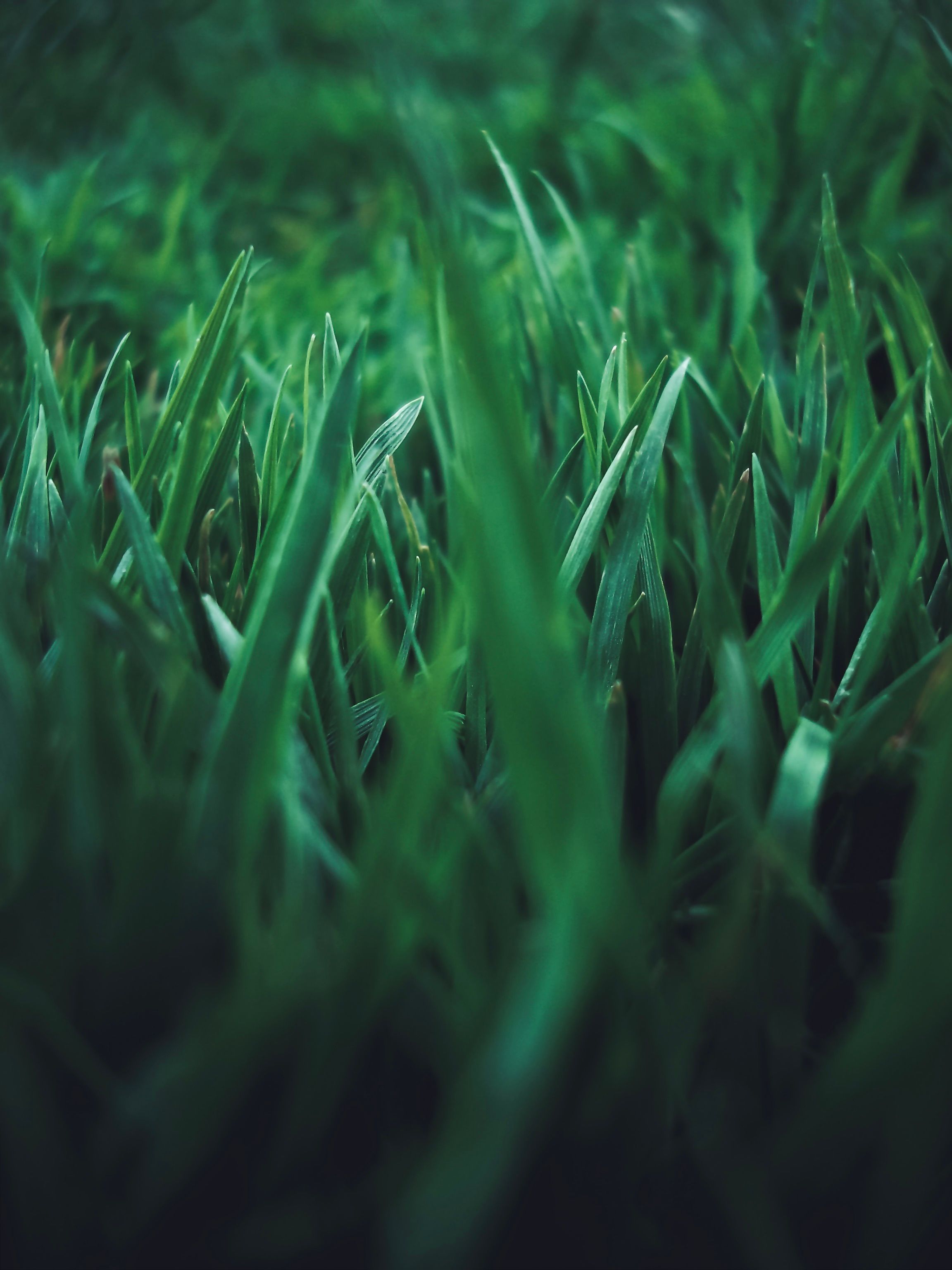 Green Grass in Macro Photography · Free Stock Photo