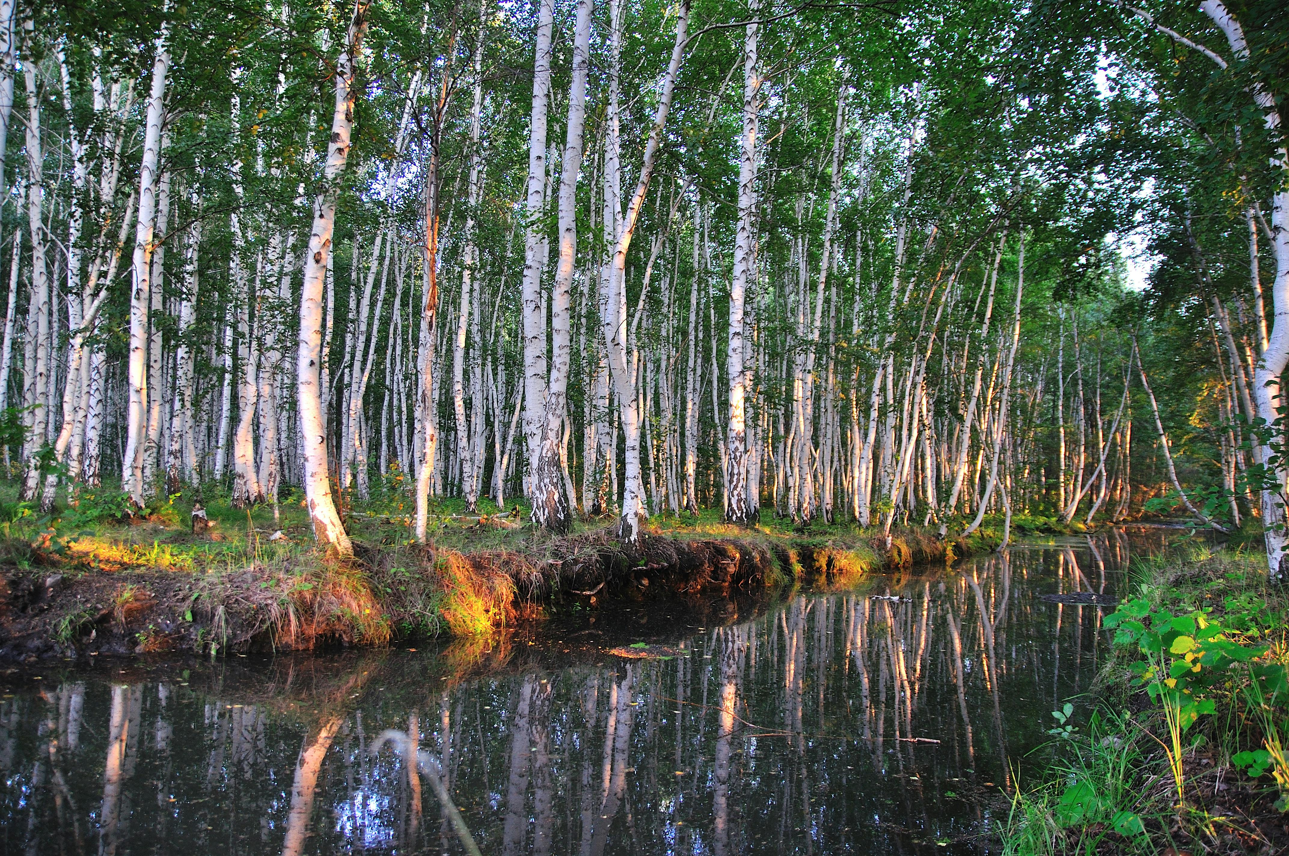 Facts About River Birch Trees: Easy, Clear, and Useful Guide