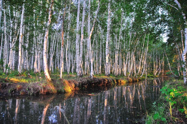 Facts About River Birch Trees: Easy, Clear, and Useful Guide