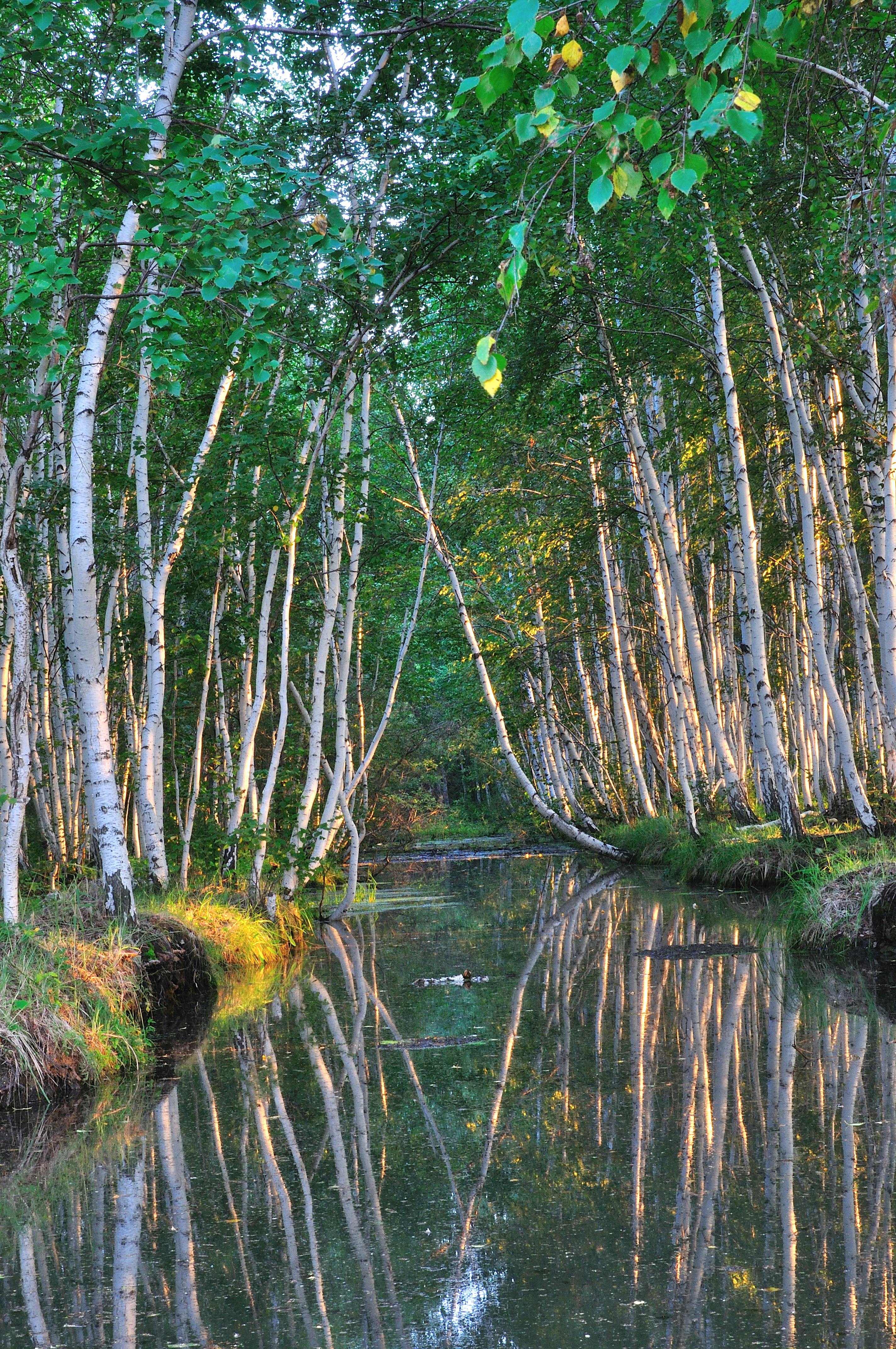 Green Trees Near the River · Free Stock Photo