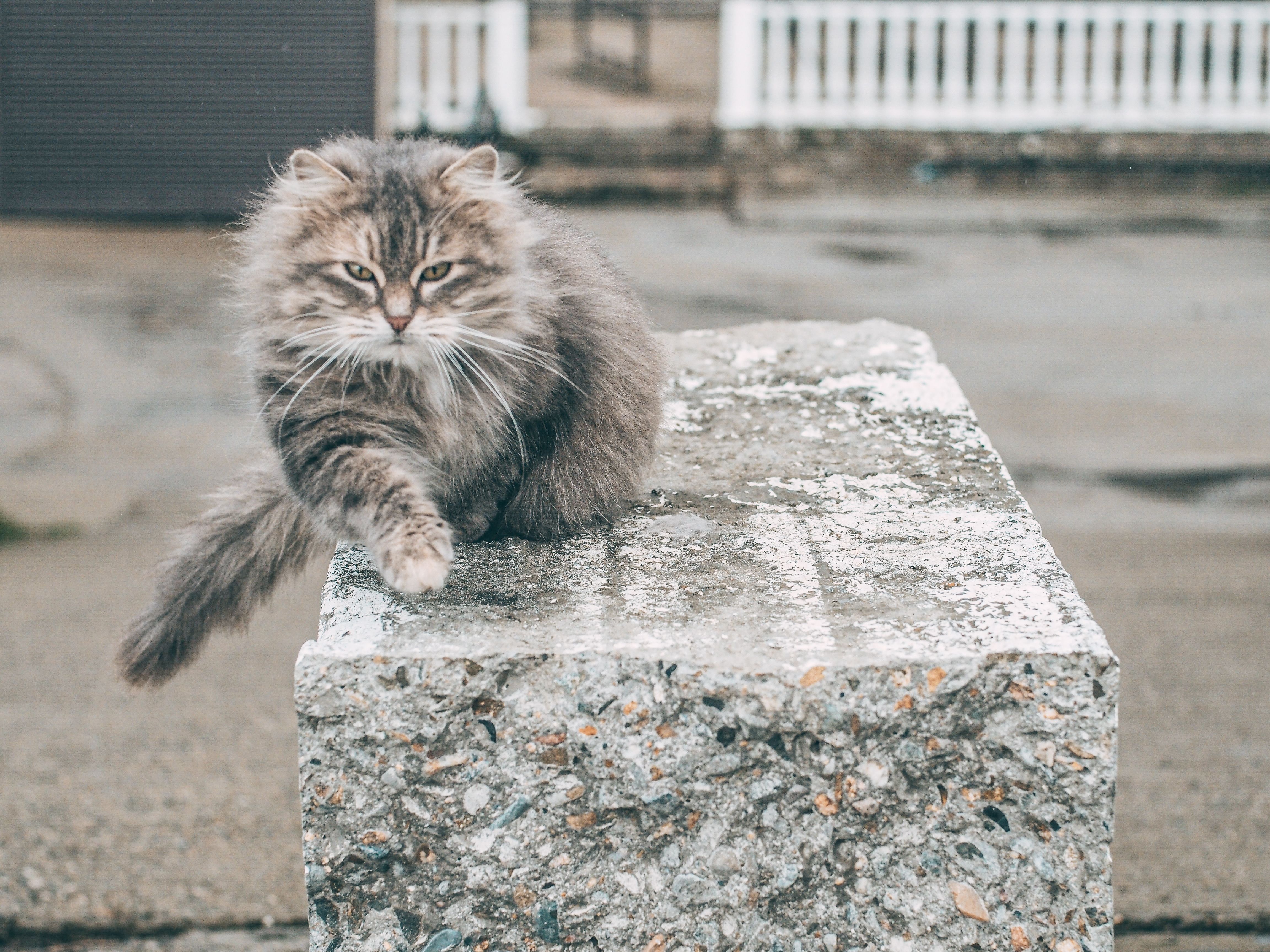 13,493+ Best Free Stray cat Stock Photos & Images · 100% Royalty-Free ...