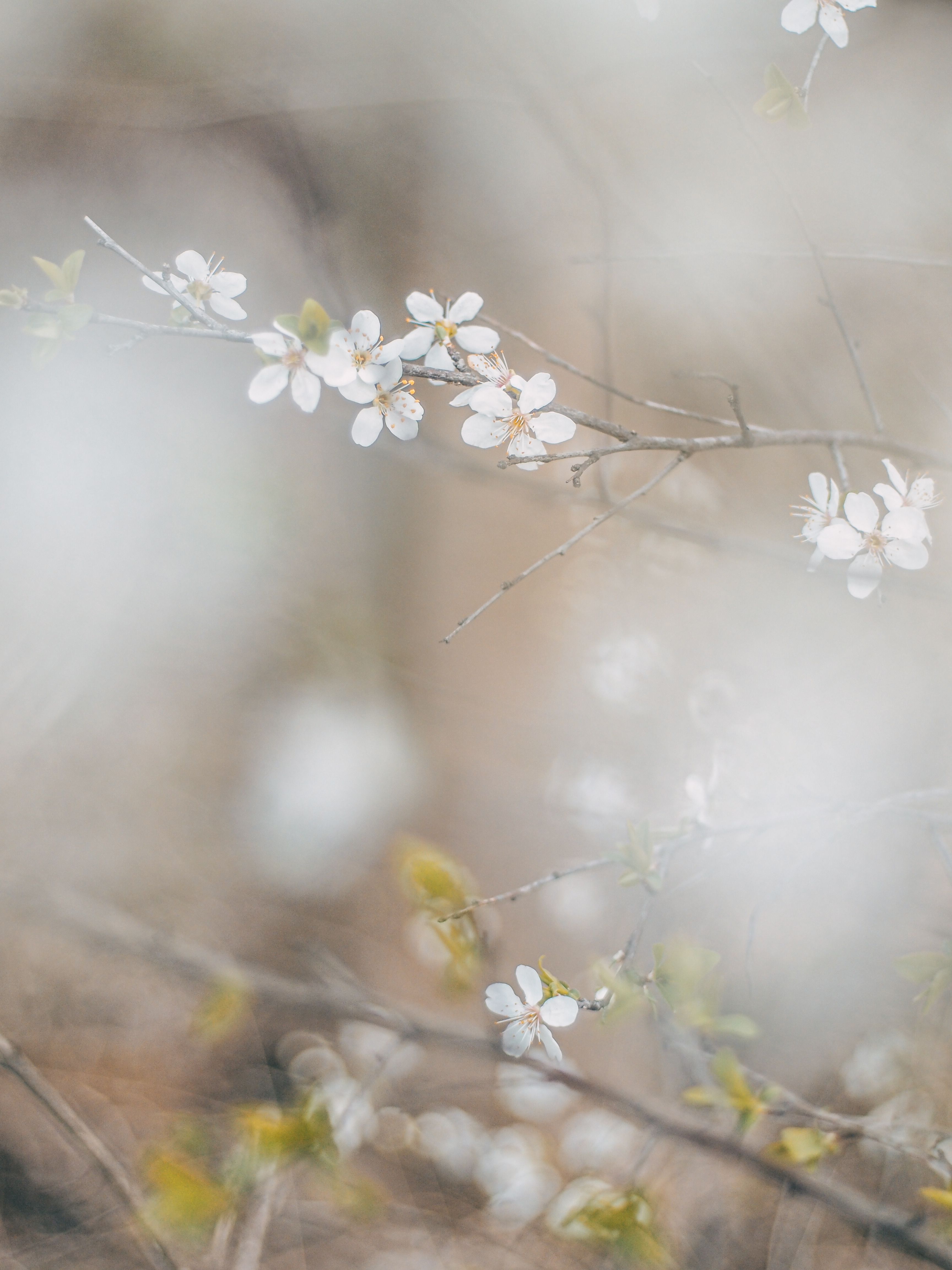 A Tree in Bloom · Free Stock Photo