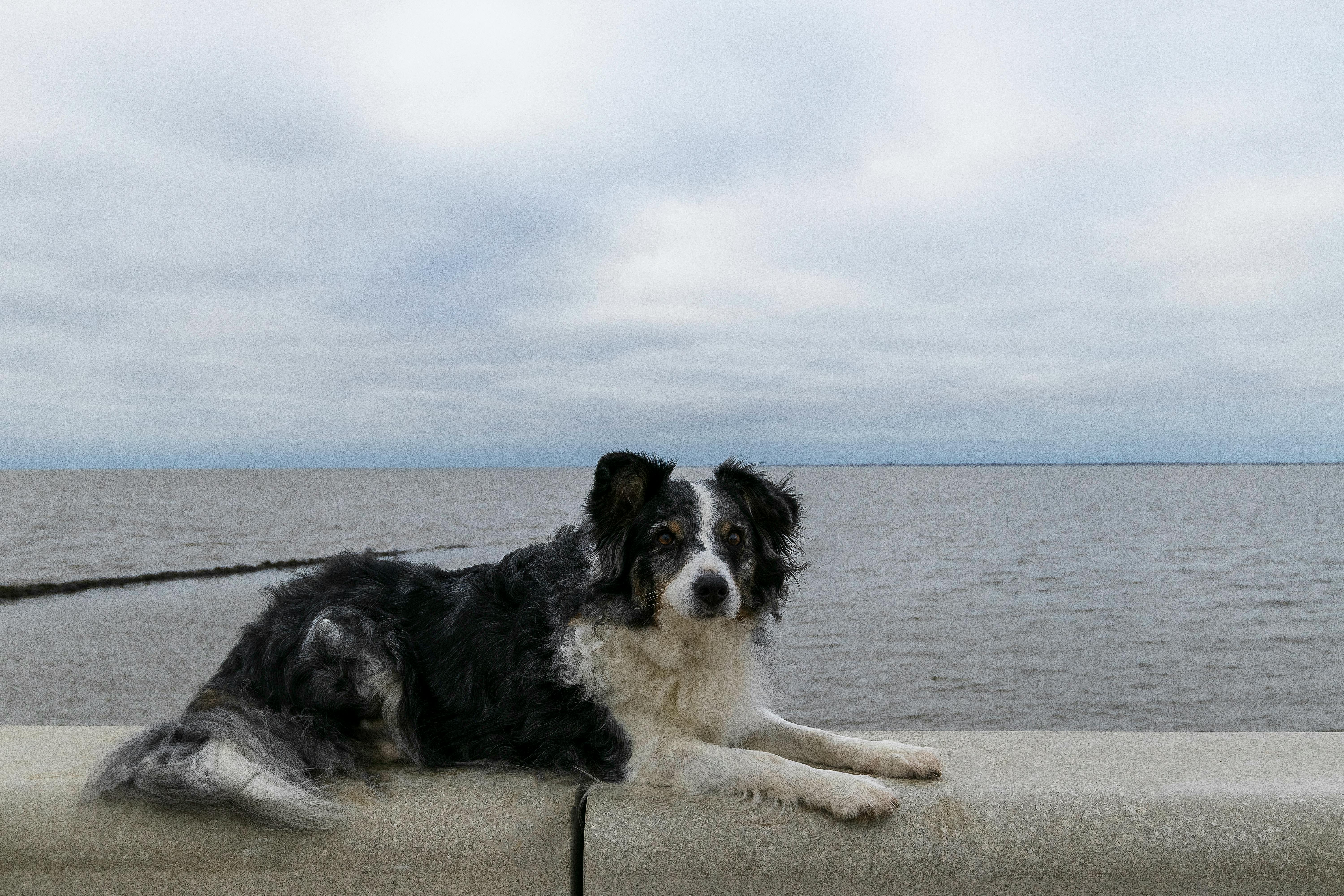 Border Collie resting in a Concrete Surface · Free Stock Photo
