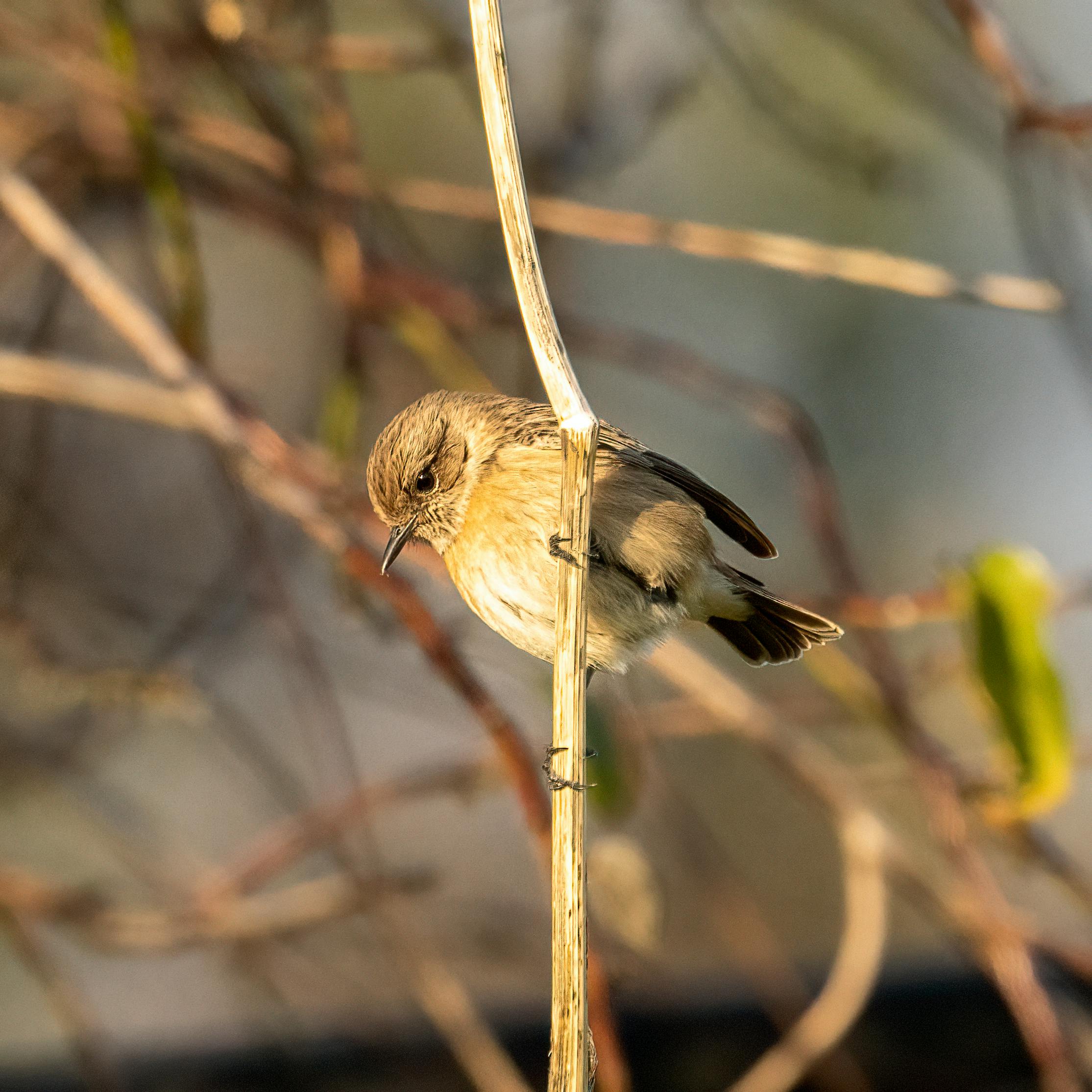 Close-Up Shot of European Stonechat · Free Stock Photo
