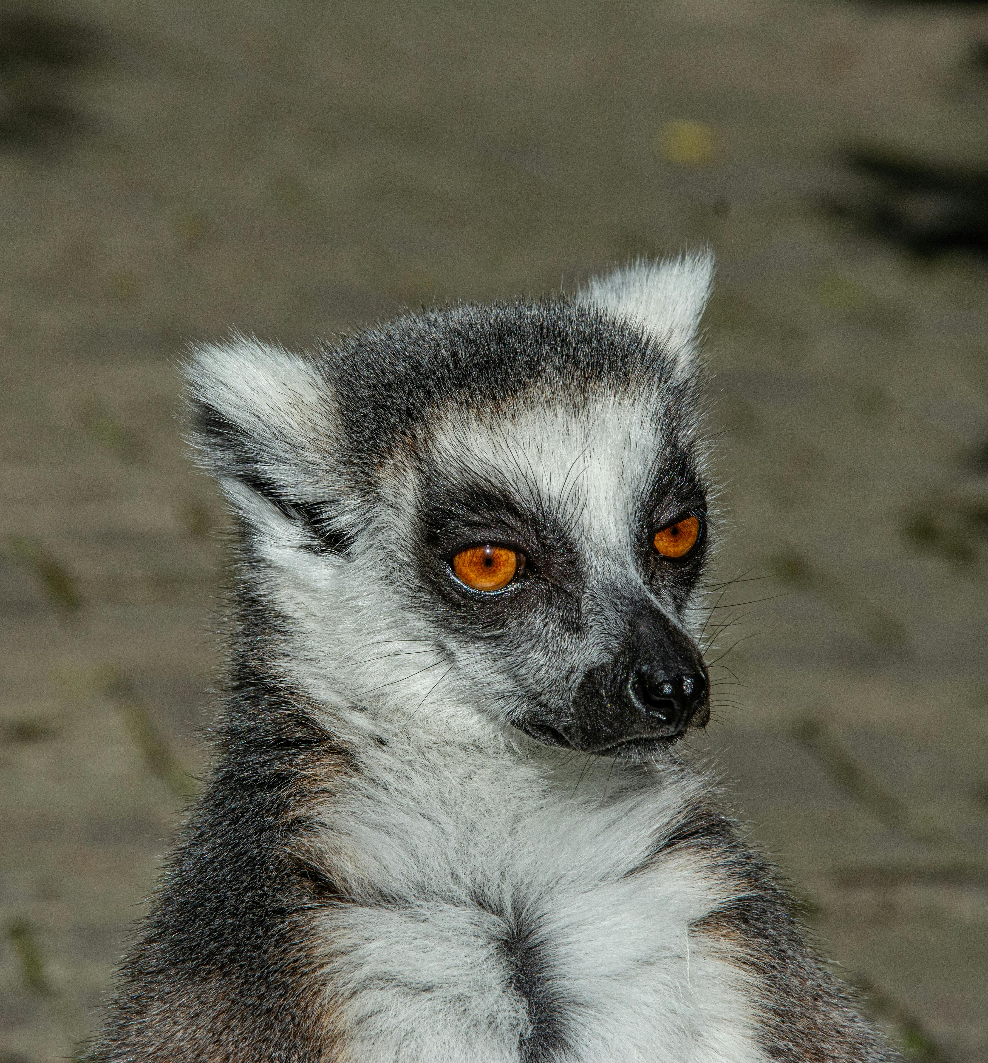 Gray and White Lemur · Free Stock Photo
