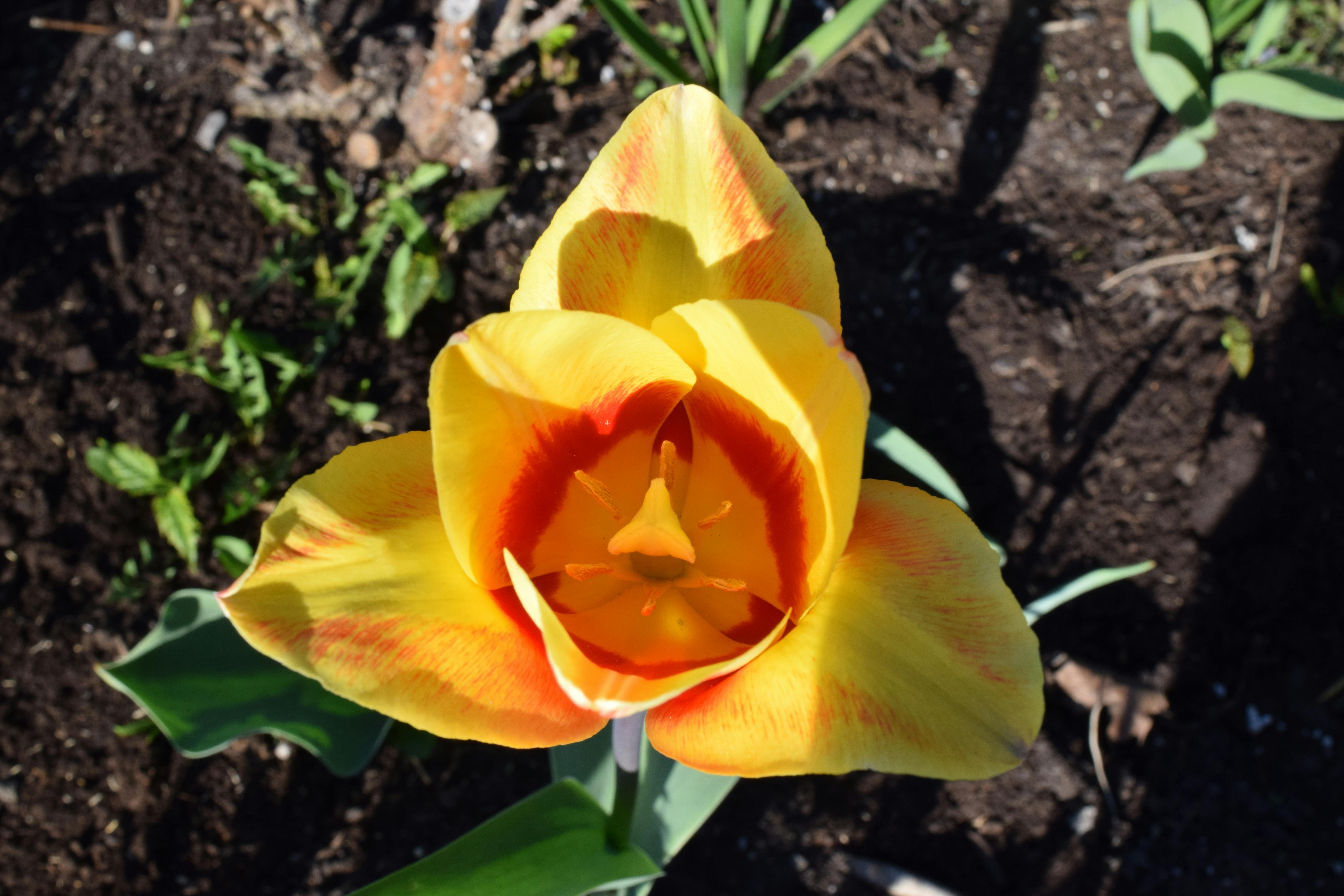 Nahaufnahme Fotografie Der Gelben Blume · Kostenloses Stock Foto