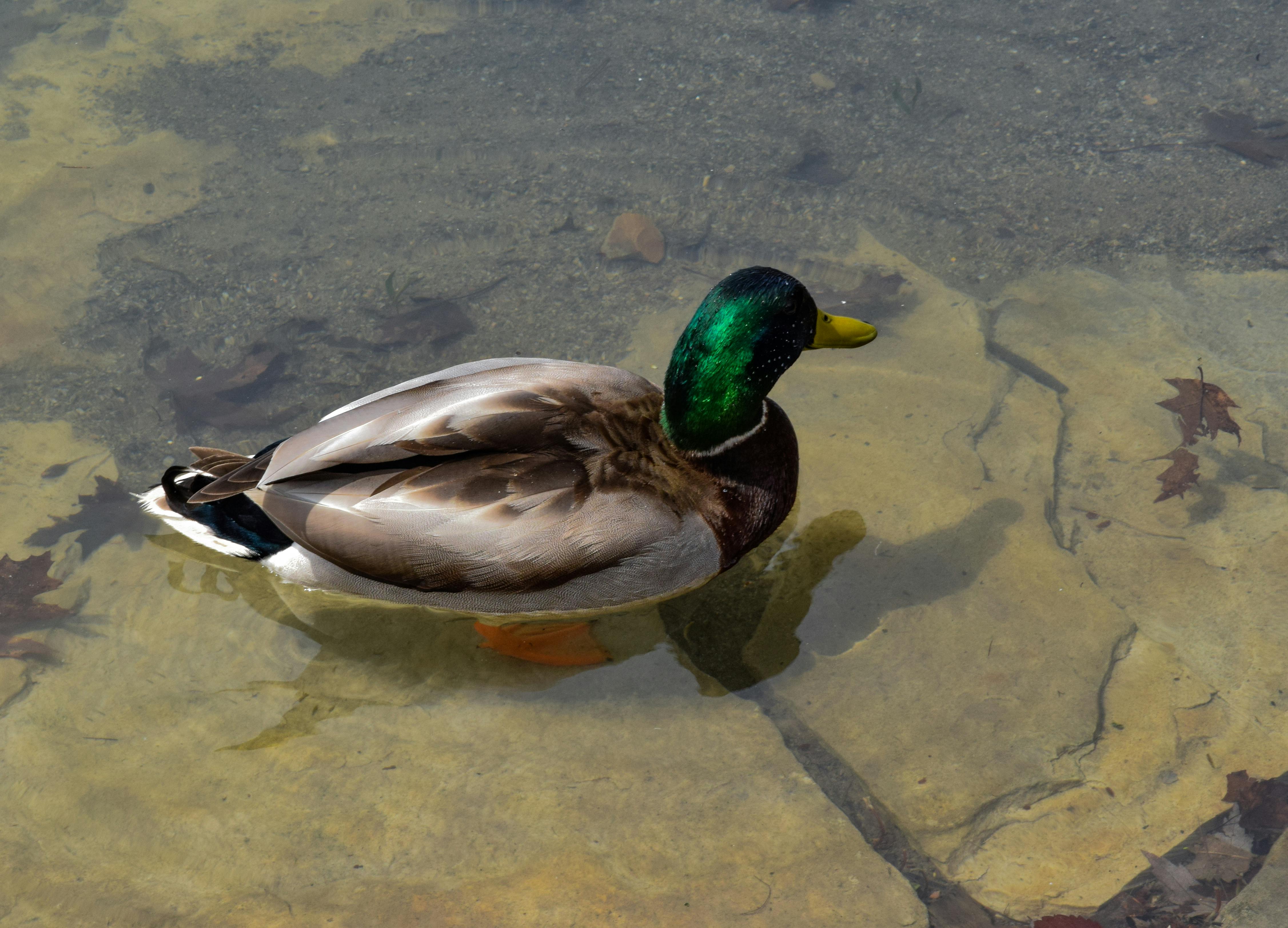 Animal 28 Photos & Videos Collected by Daniel Absi