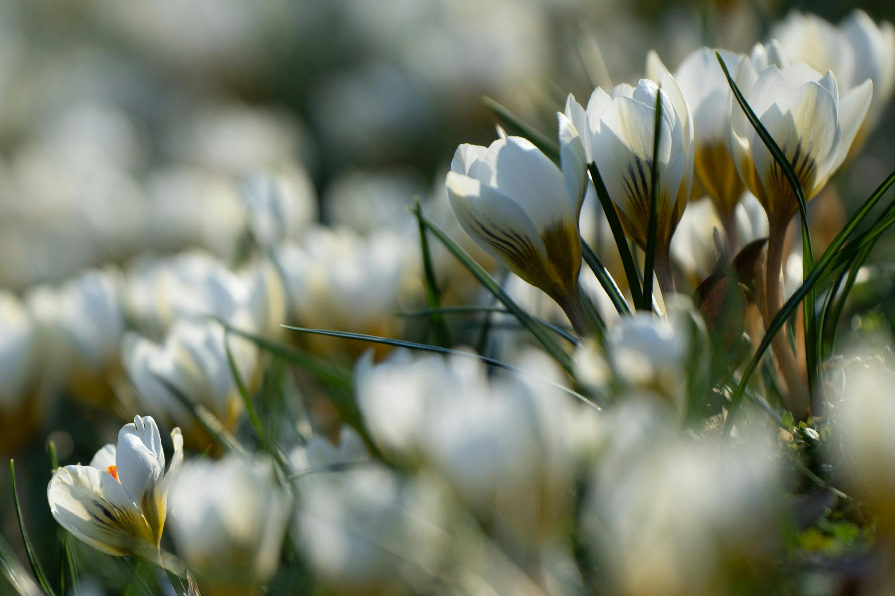 Purple Crocus in Bloom · Free Stock Photo