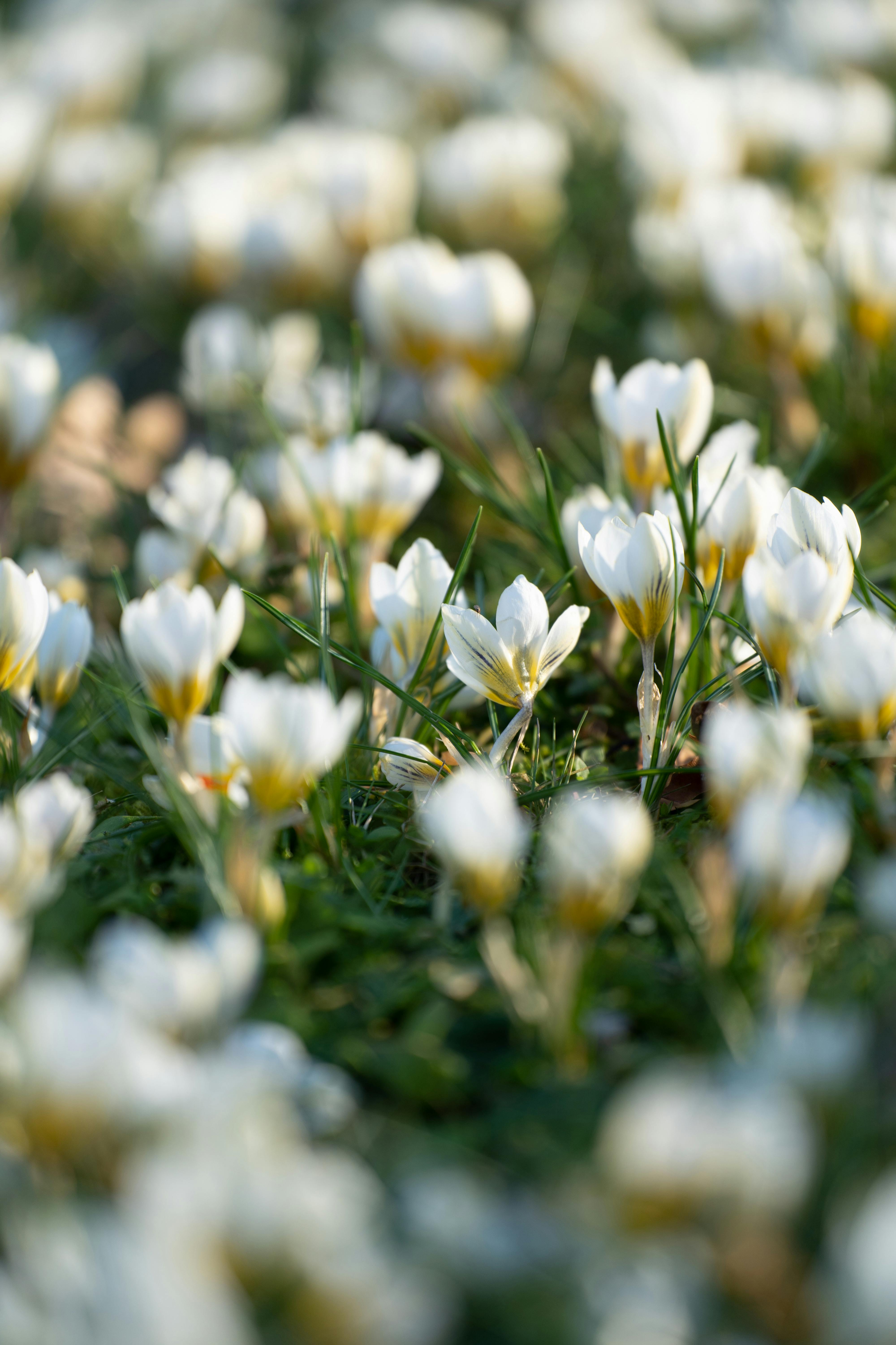 Crocus Flowers in Bloom · Free Stock Photo