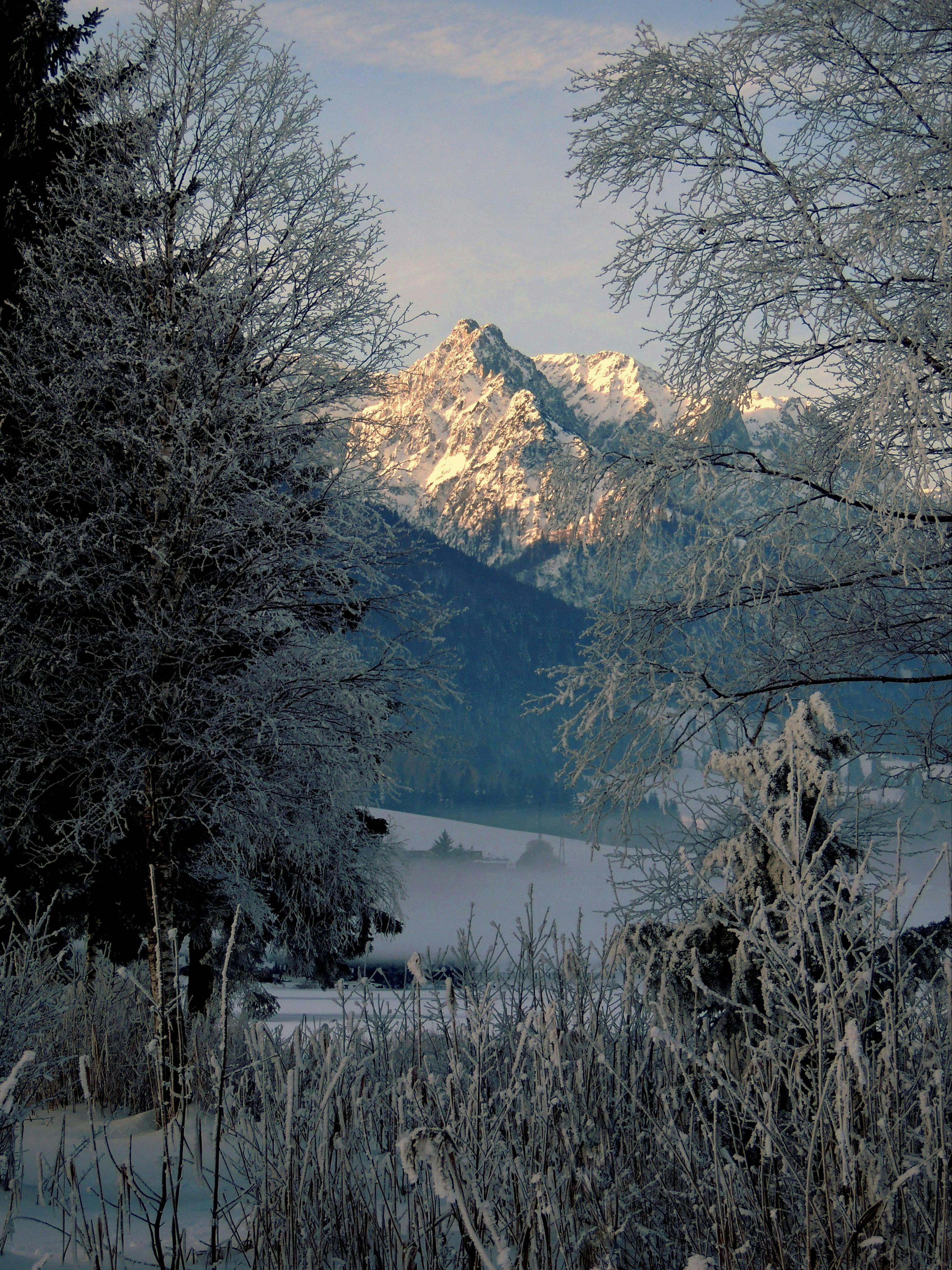 White Tree and Mountain View · Free Stock Photo