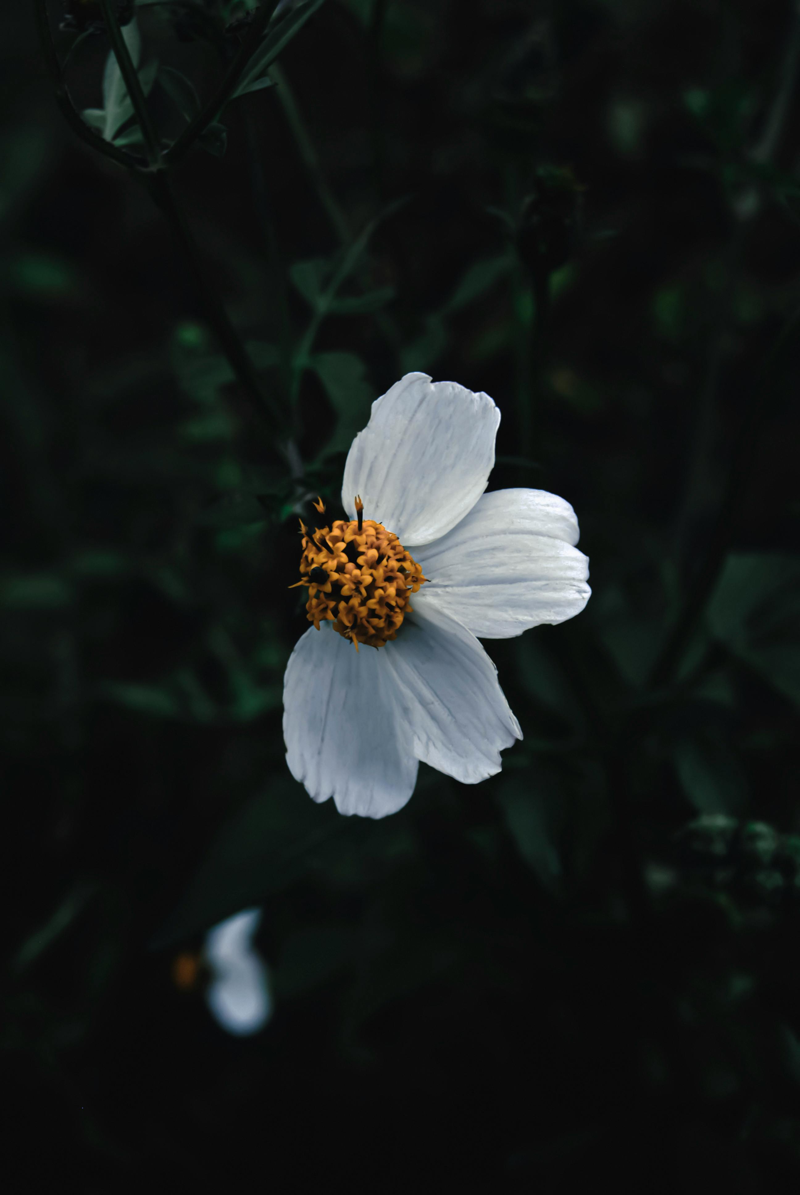 White Flower With Yellow Stigma · Free Stock Photo