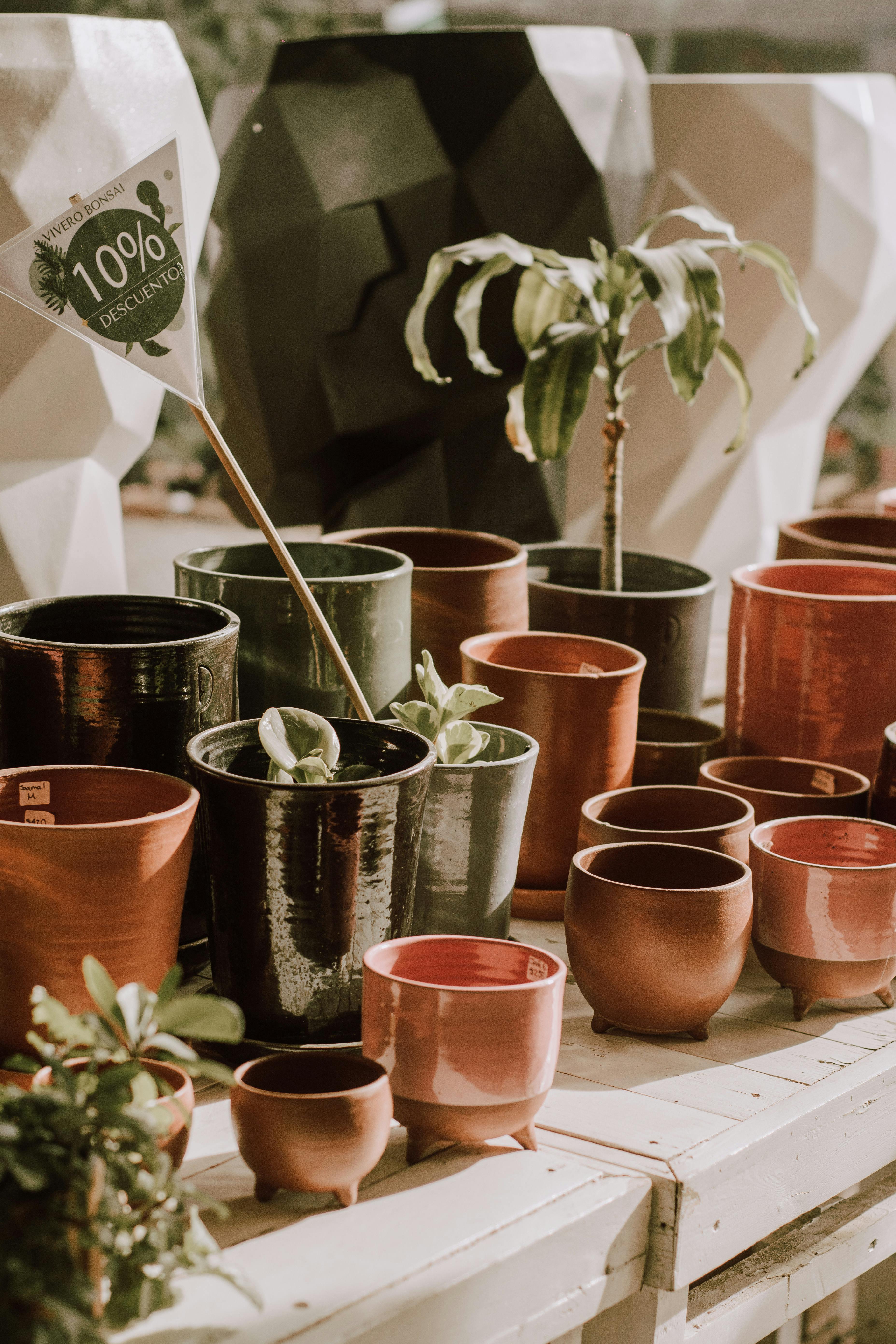 Ceramic Pots Plants Photos, Download The BEST Free Ceramic Pots Plants ...