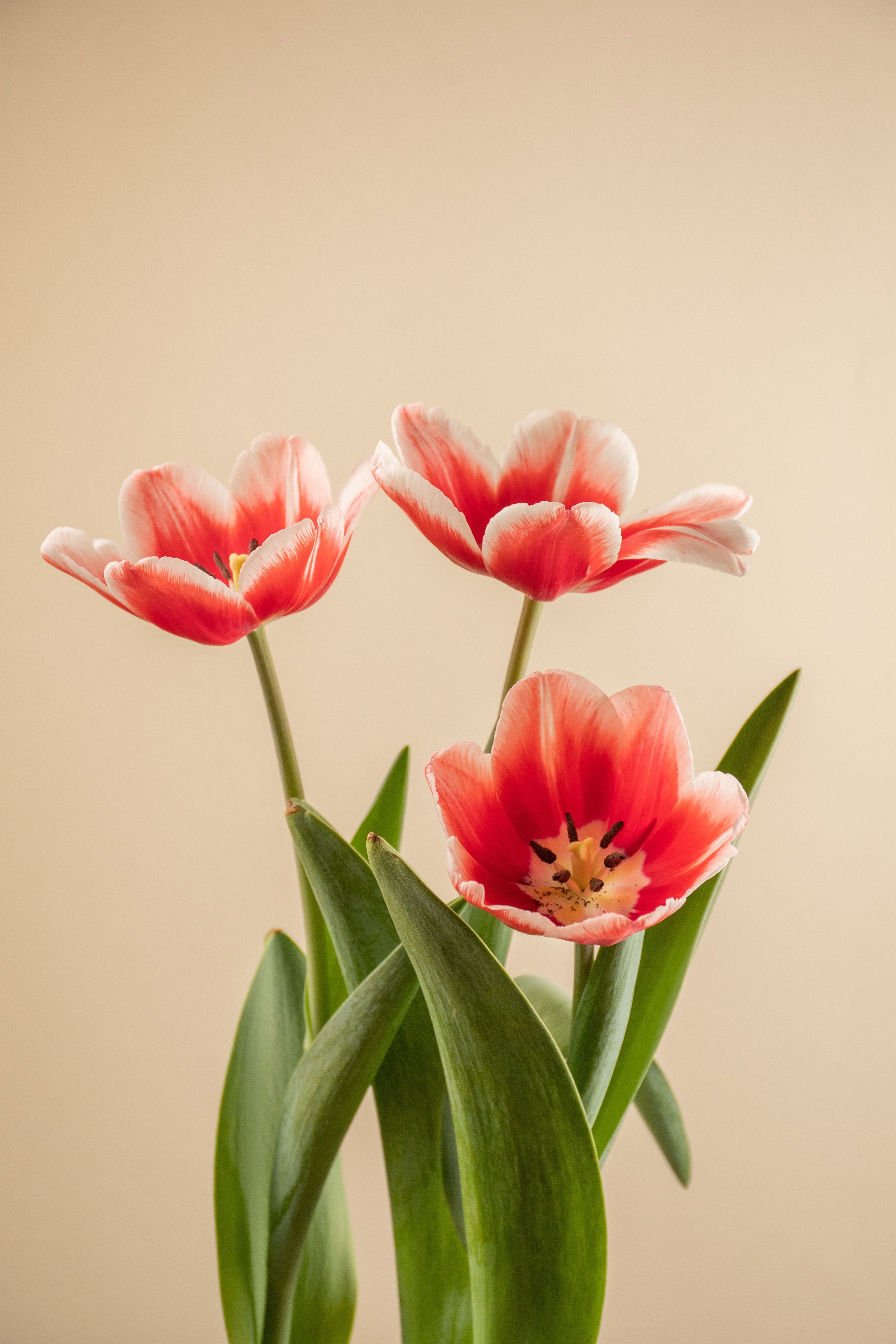 Holland Tulip Time Photos, Download The BEST Free Holland Tulip Time ...