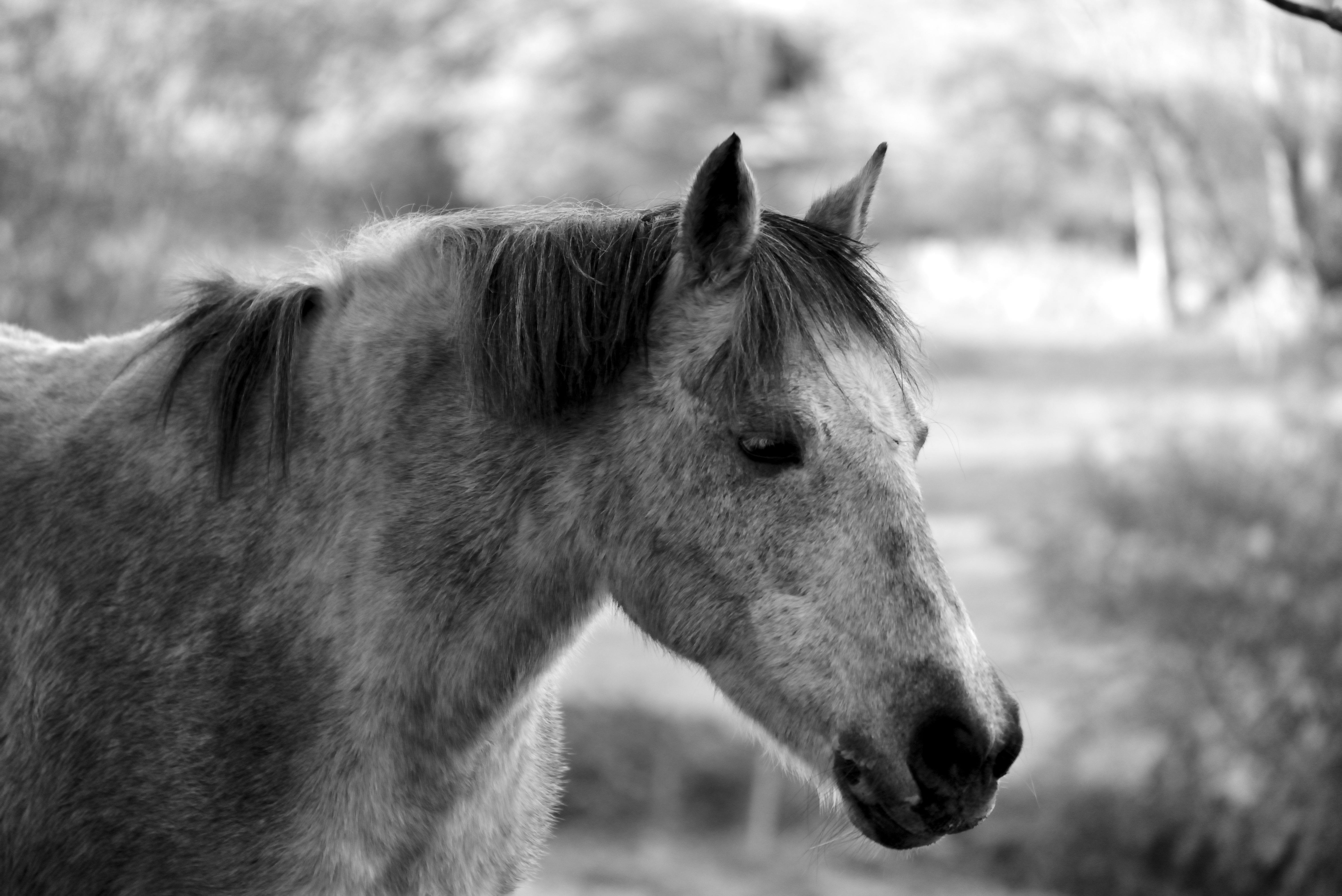 Free stock photo of Ã‰questre, animal domestique, animalier