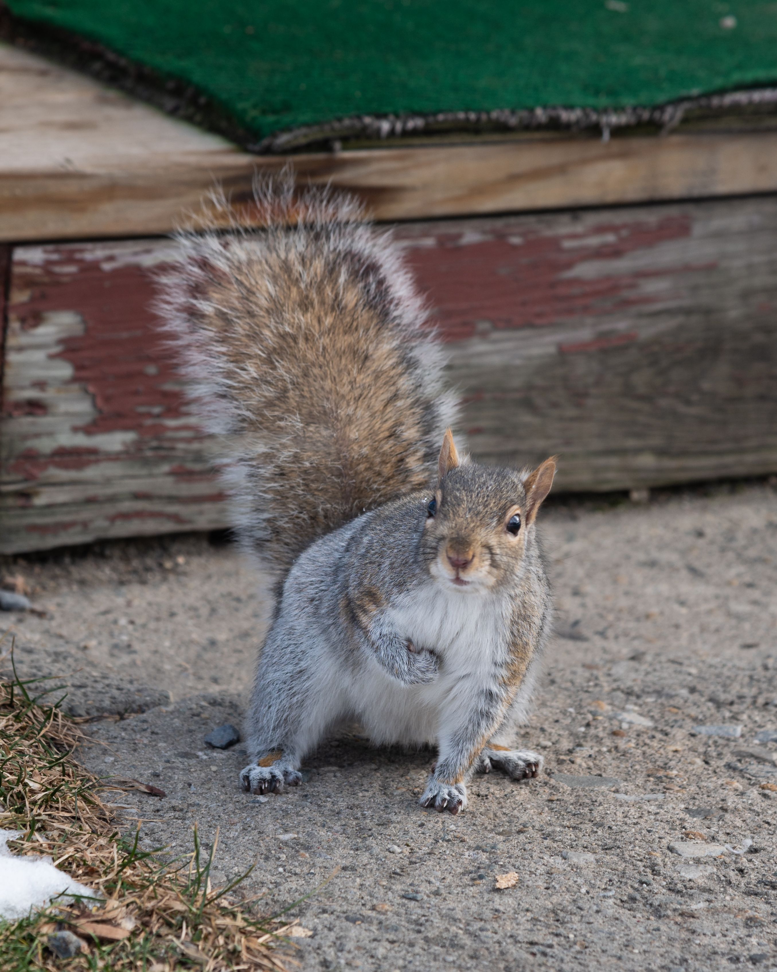 Photo of a Grey Squirrel · Free Stock Photo