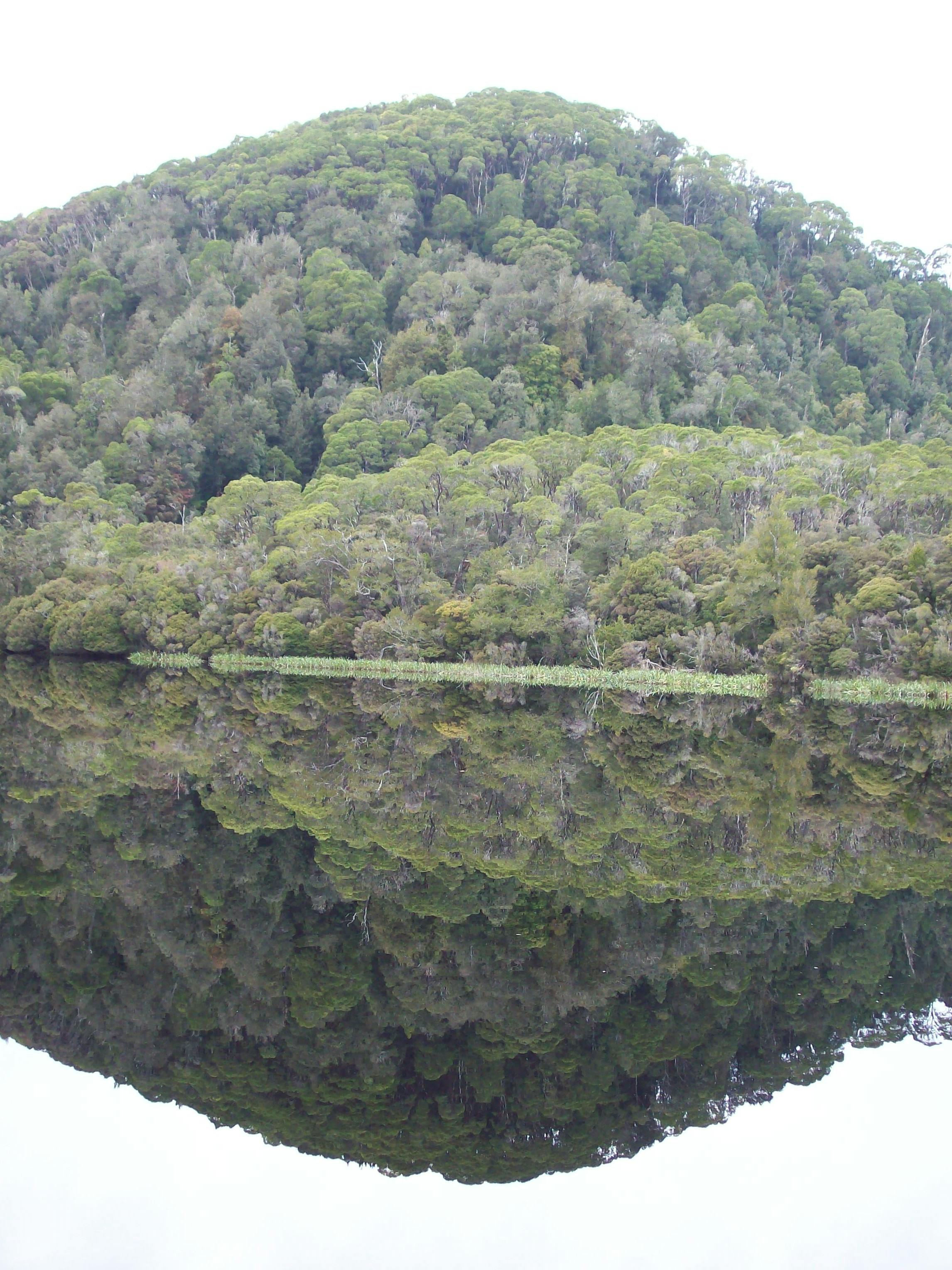 Free stock photo of dark green, reflection, trees