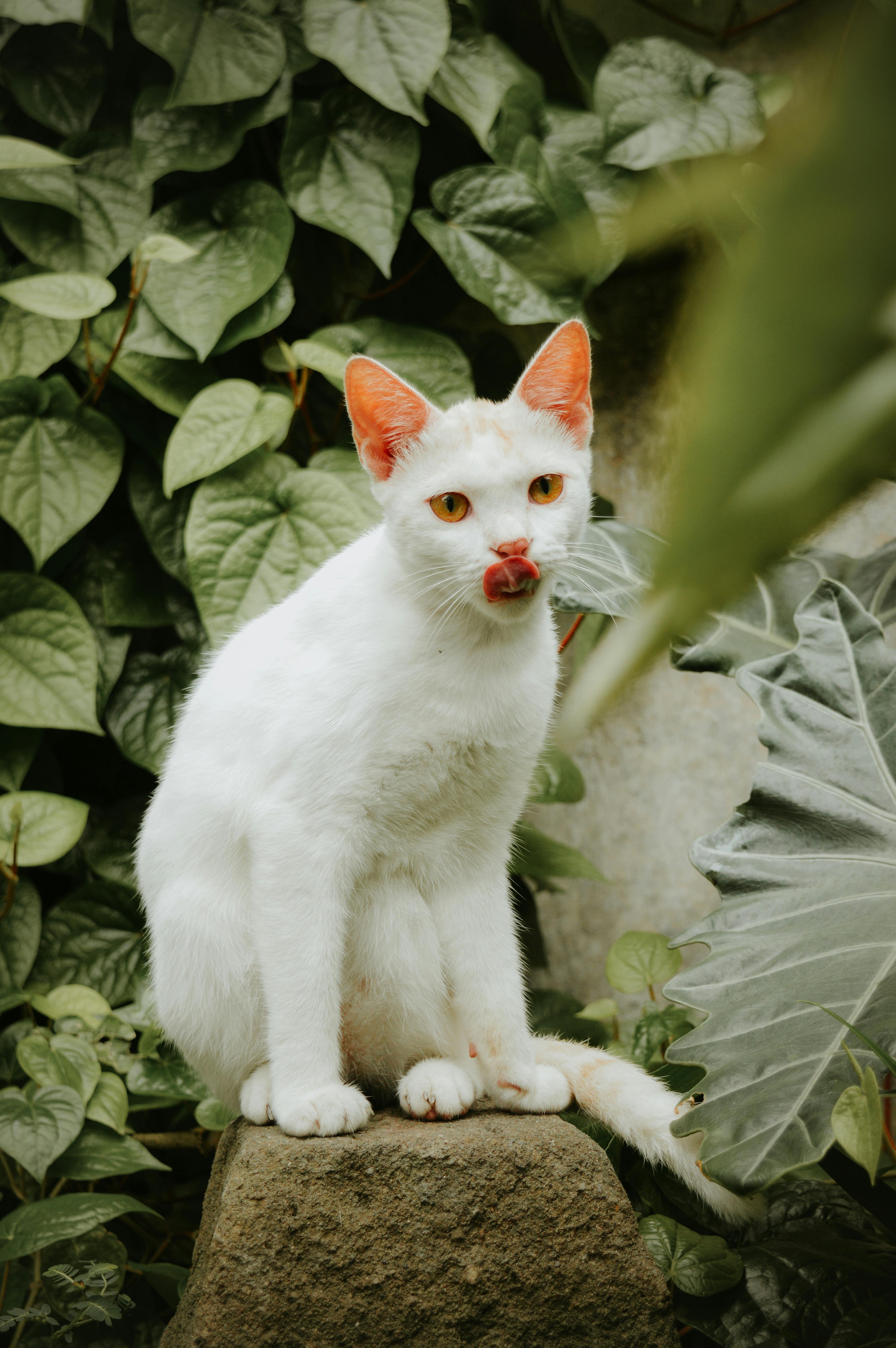 Close-Up Shot of a White Cat · Free Stock Photo