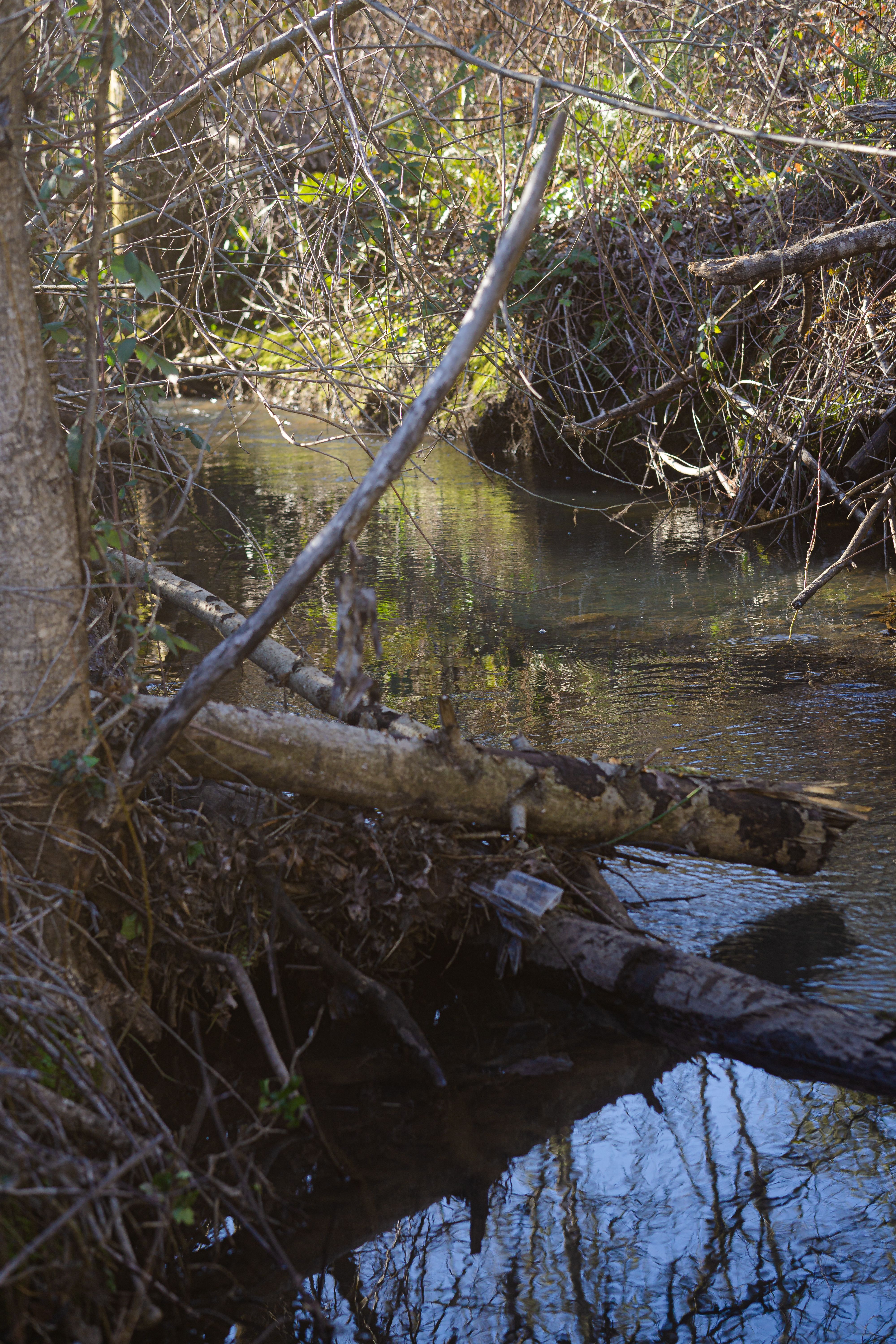 Brown Tree Branches on Water · Free Stock Photo