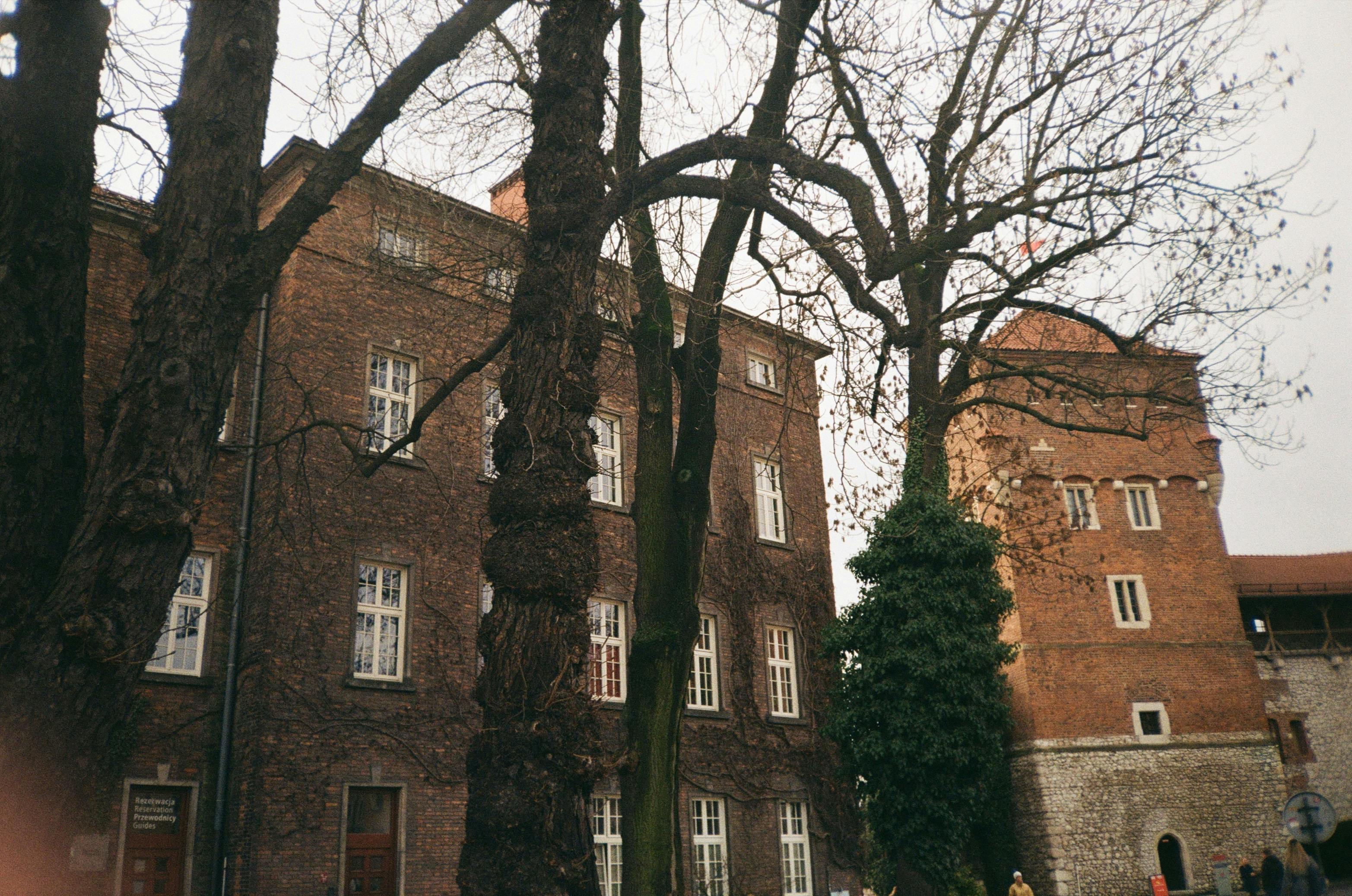 View of a European City under a Tree · Free Stock Photo