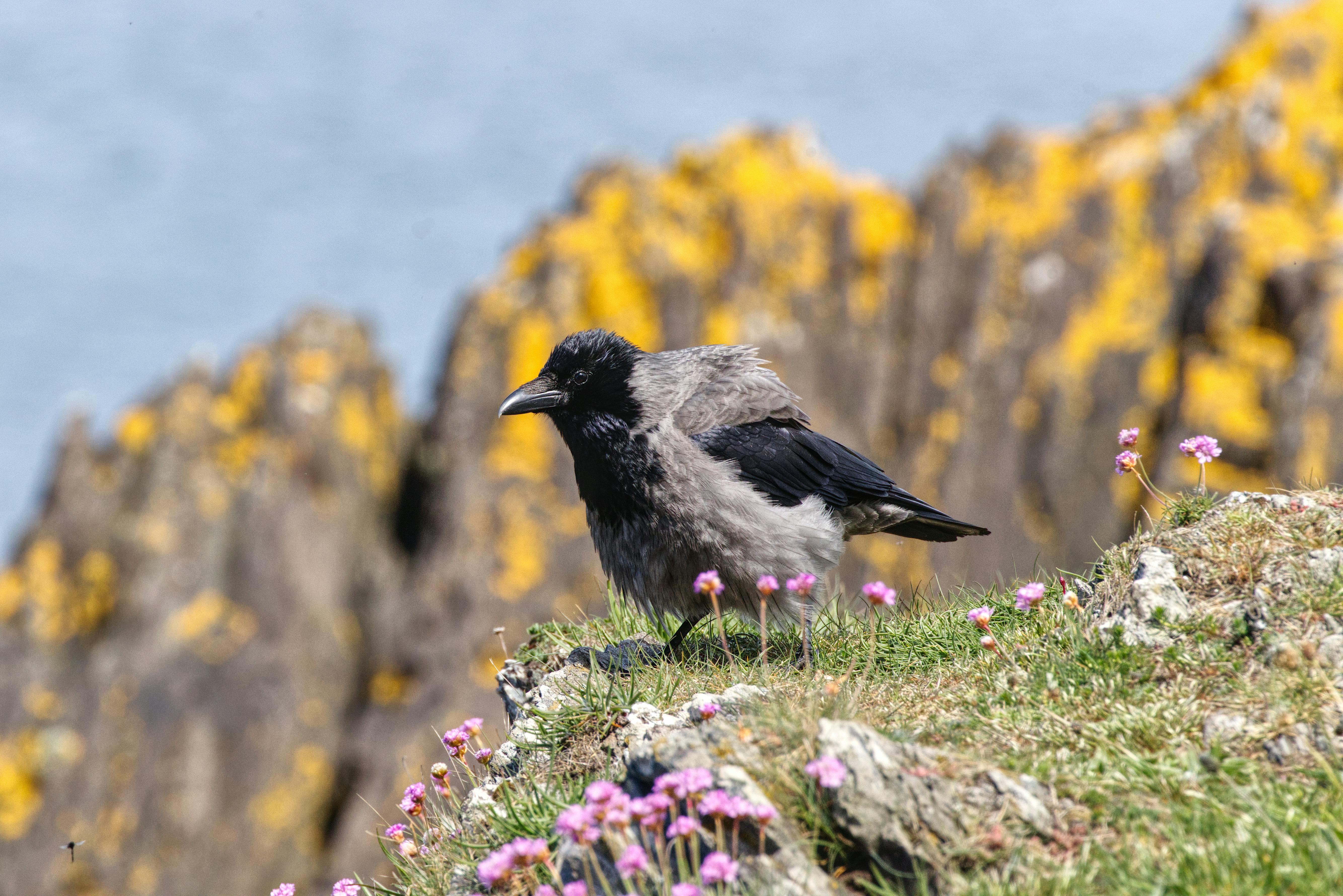 Shallow Focus of Hooded Crow · Free Stock Photo