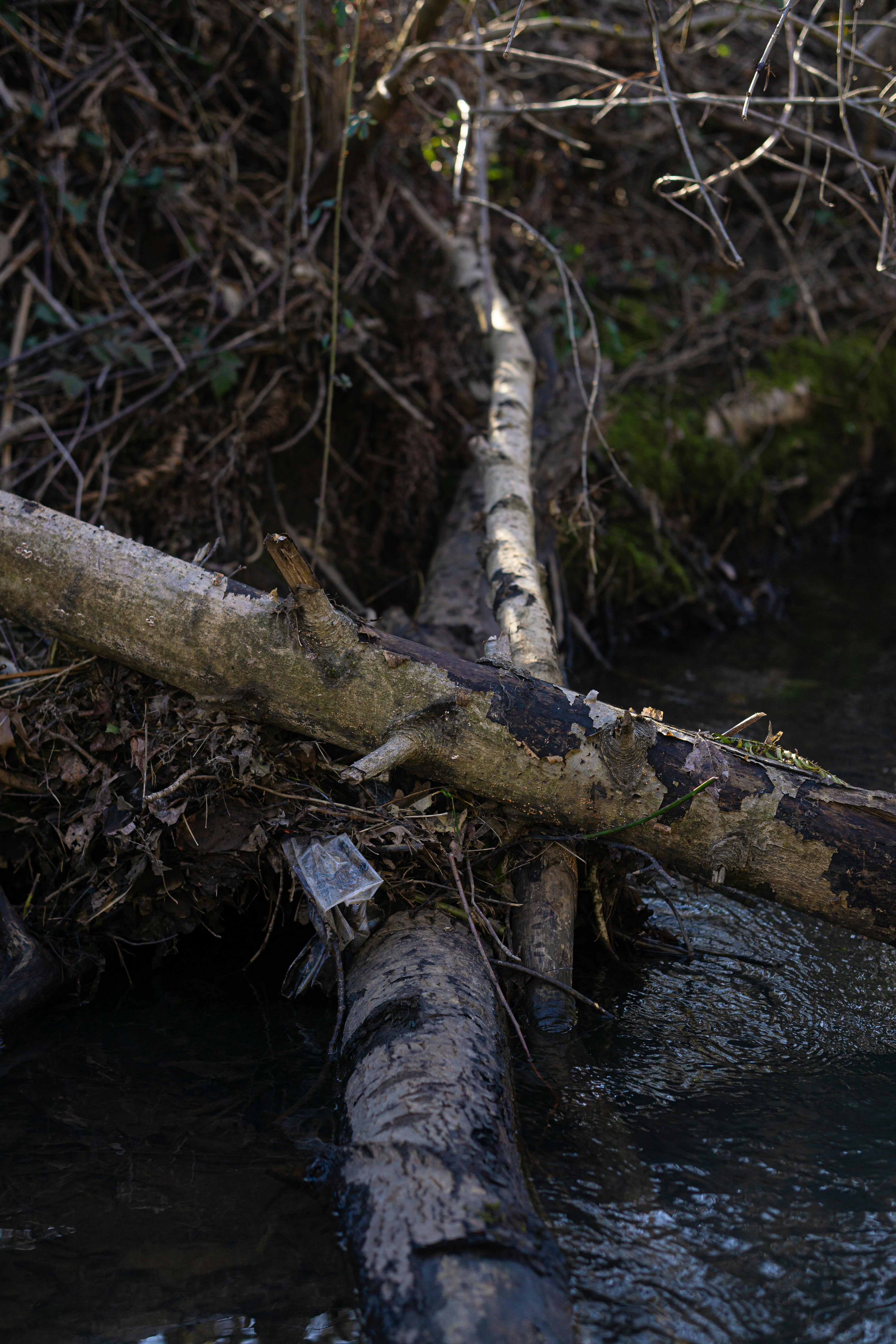 Dry Wood in a Stream · Free Stock Photo