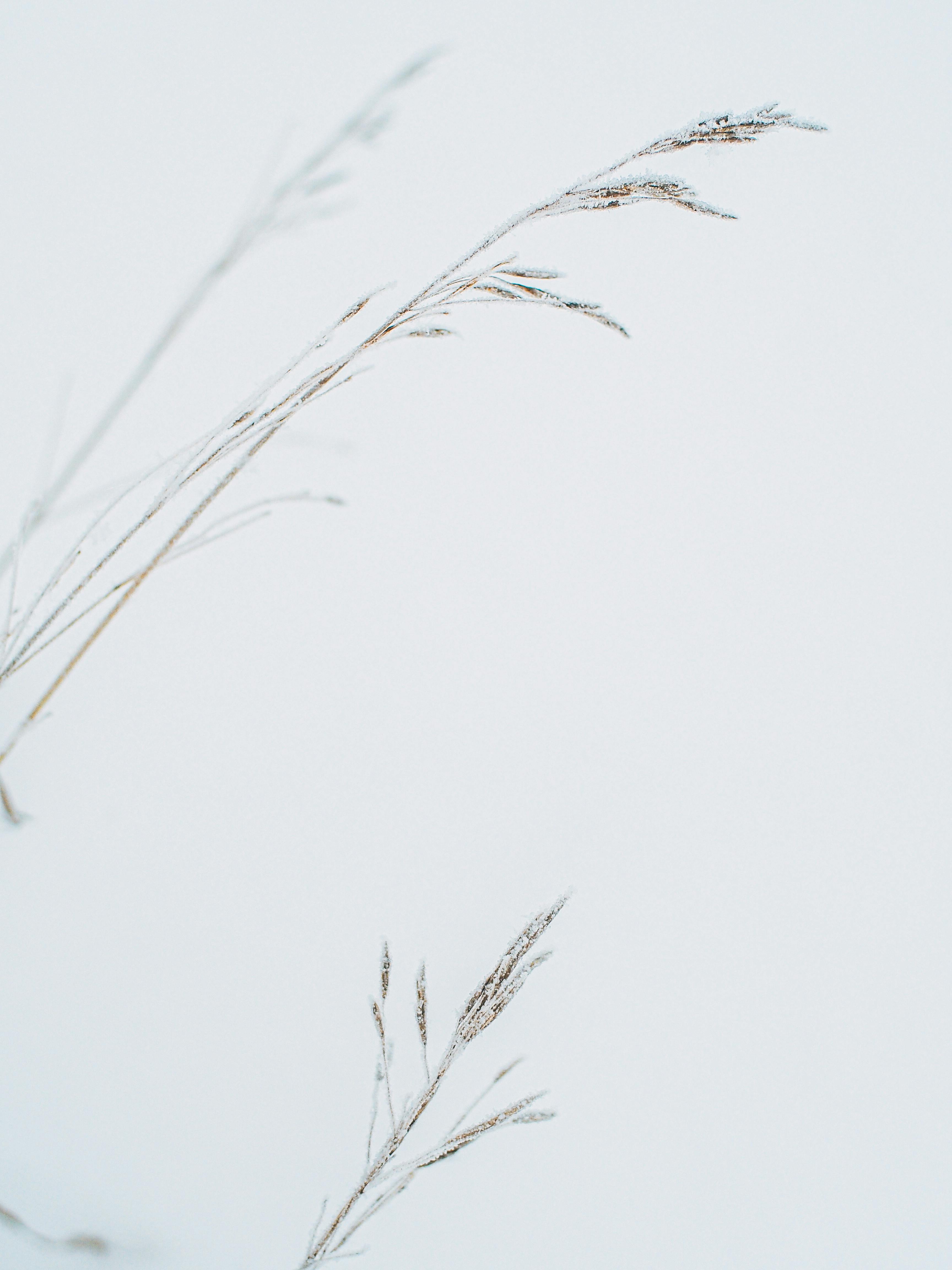 Blades of Grass in Grayscale Photography · Free Stock Photo