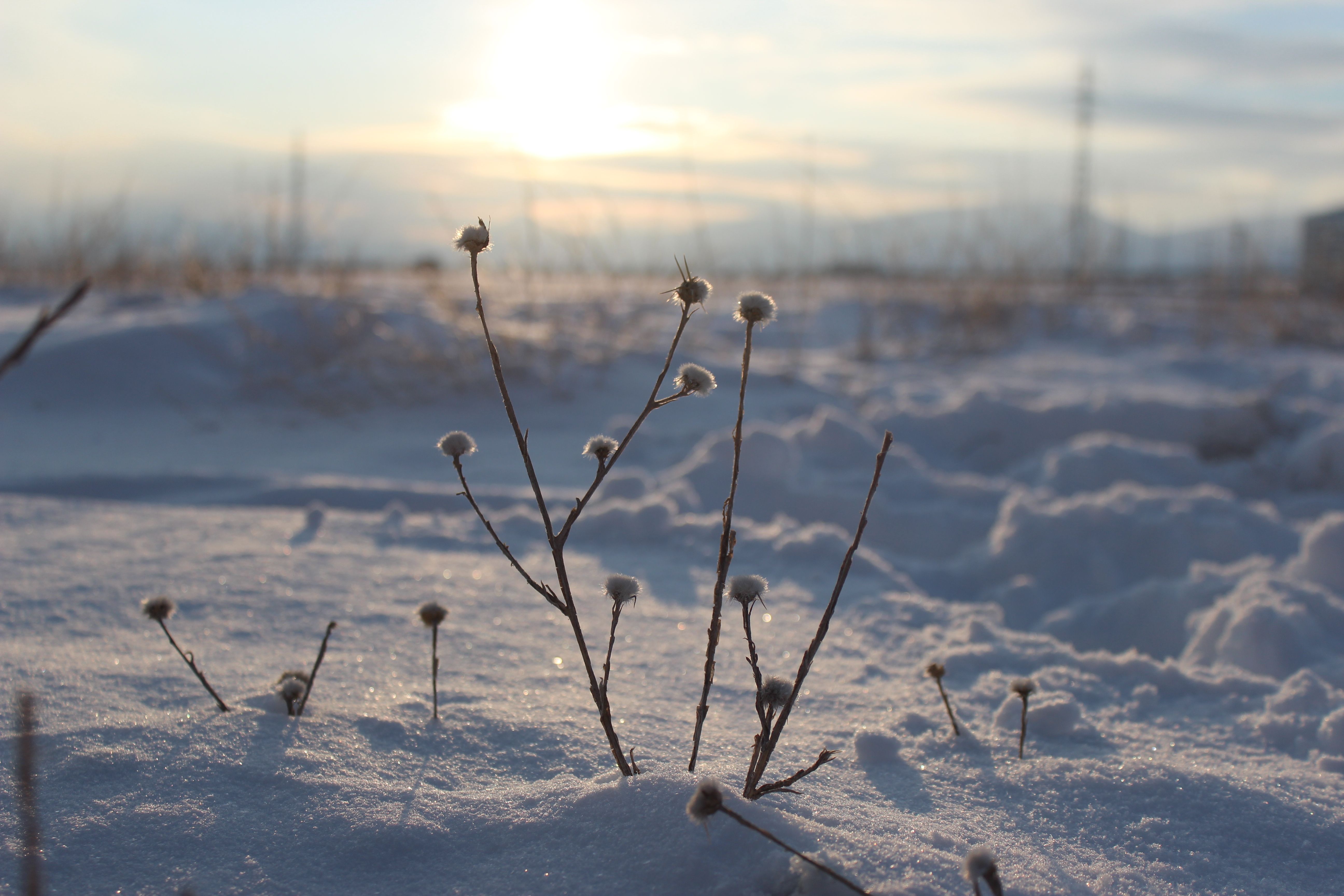 Dried Plants on a Snow Covered Ground · Free Stock Photo