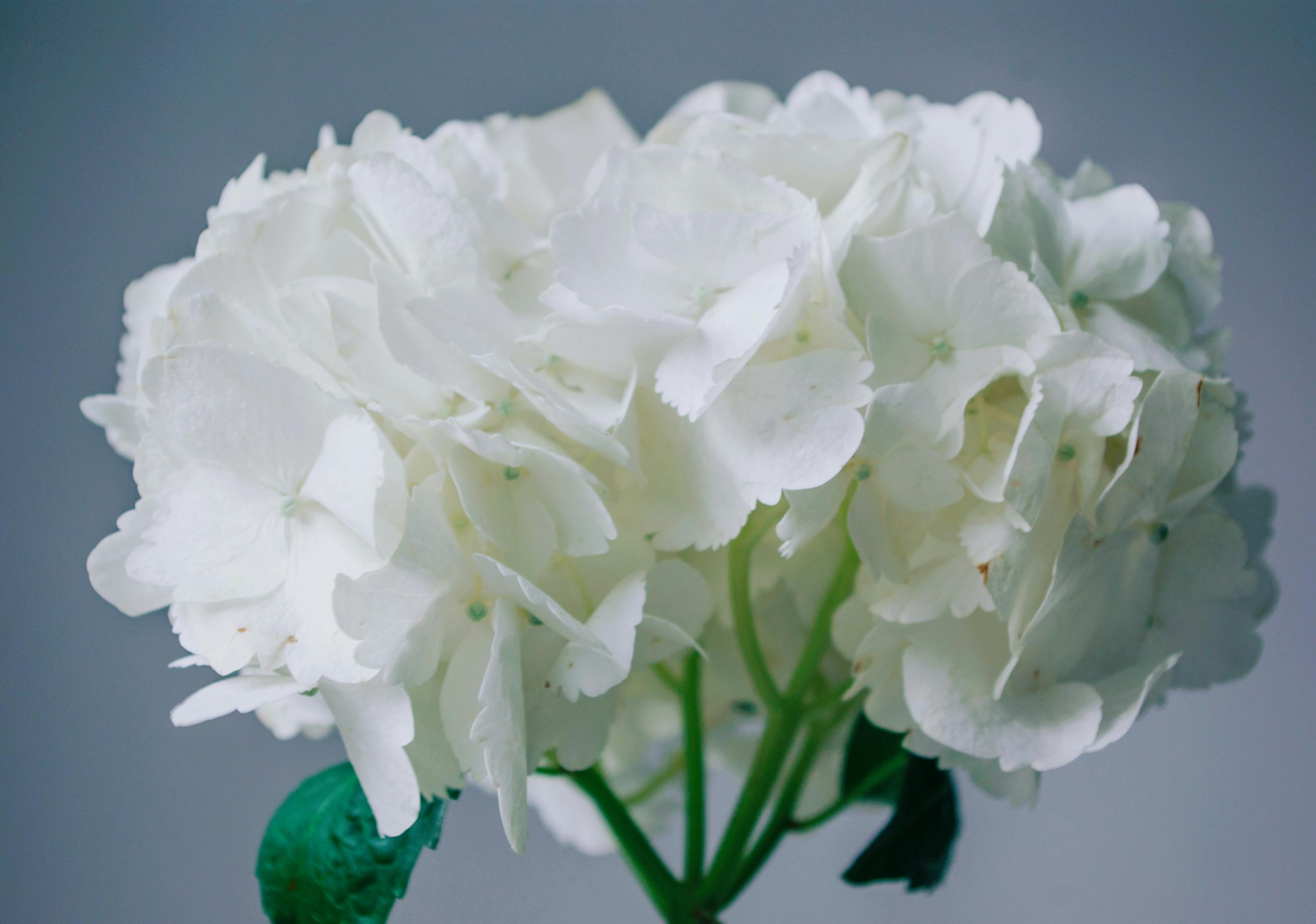 White Hydrangea Photos, Download The BEST Free White Hydrangea Stock ...