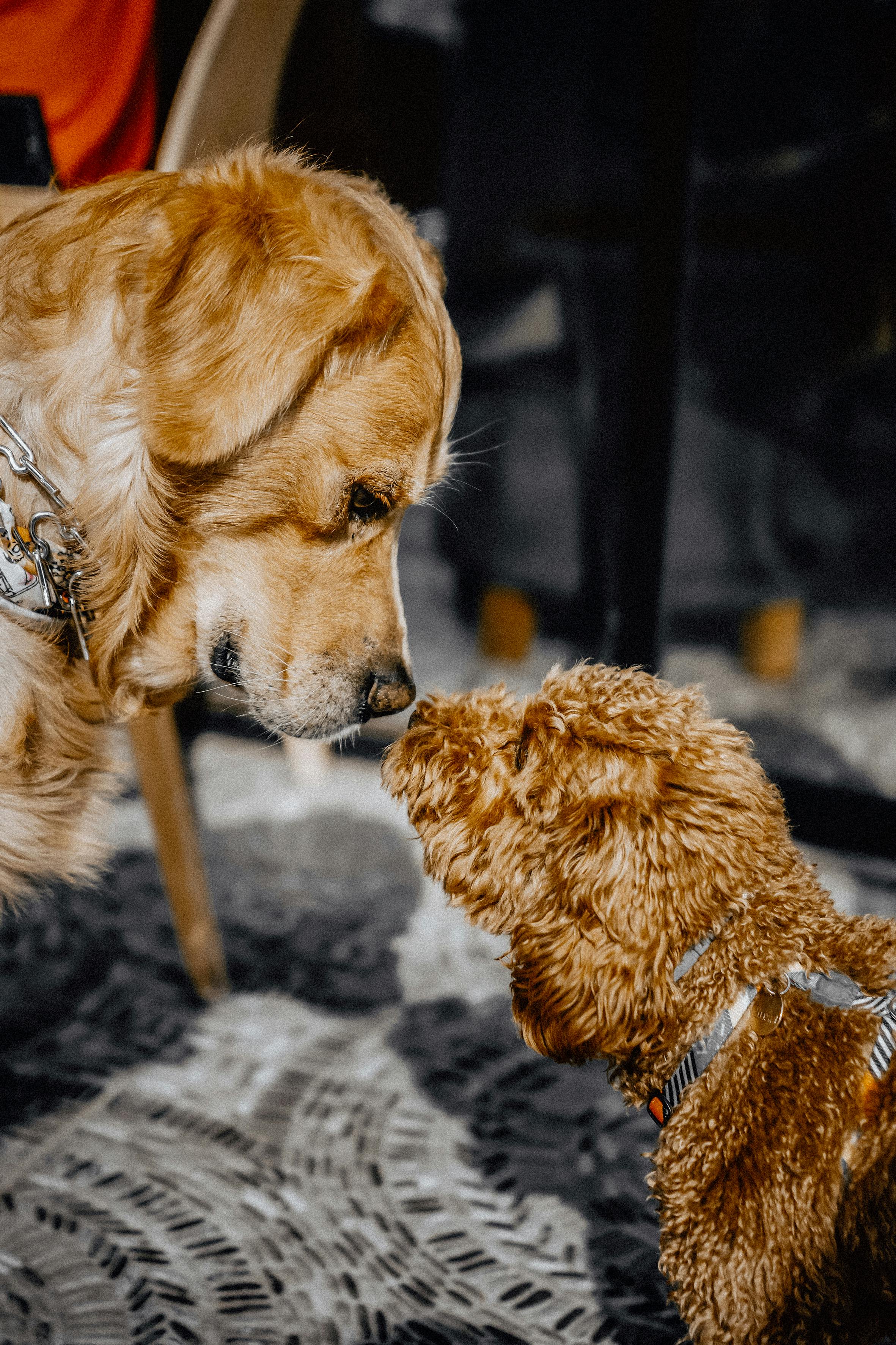 Dogs Facing Each Other · Free Stock Photo