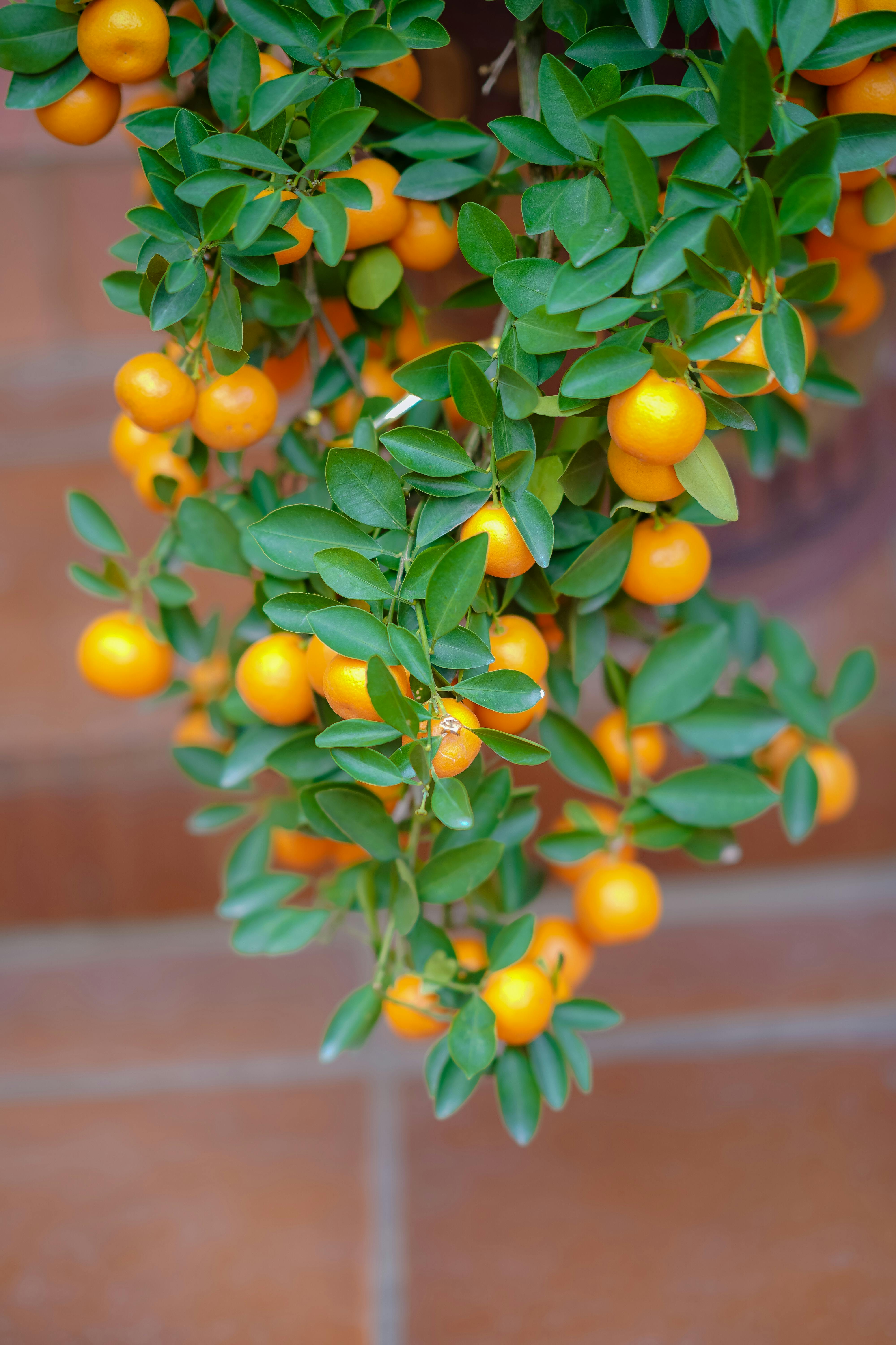 Yellow Round Fruits on the Tree · Free Stock Photo