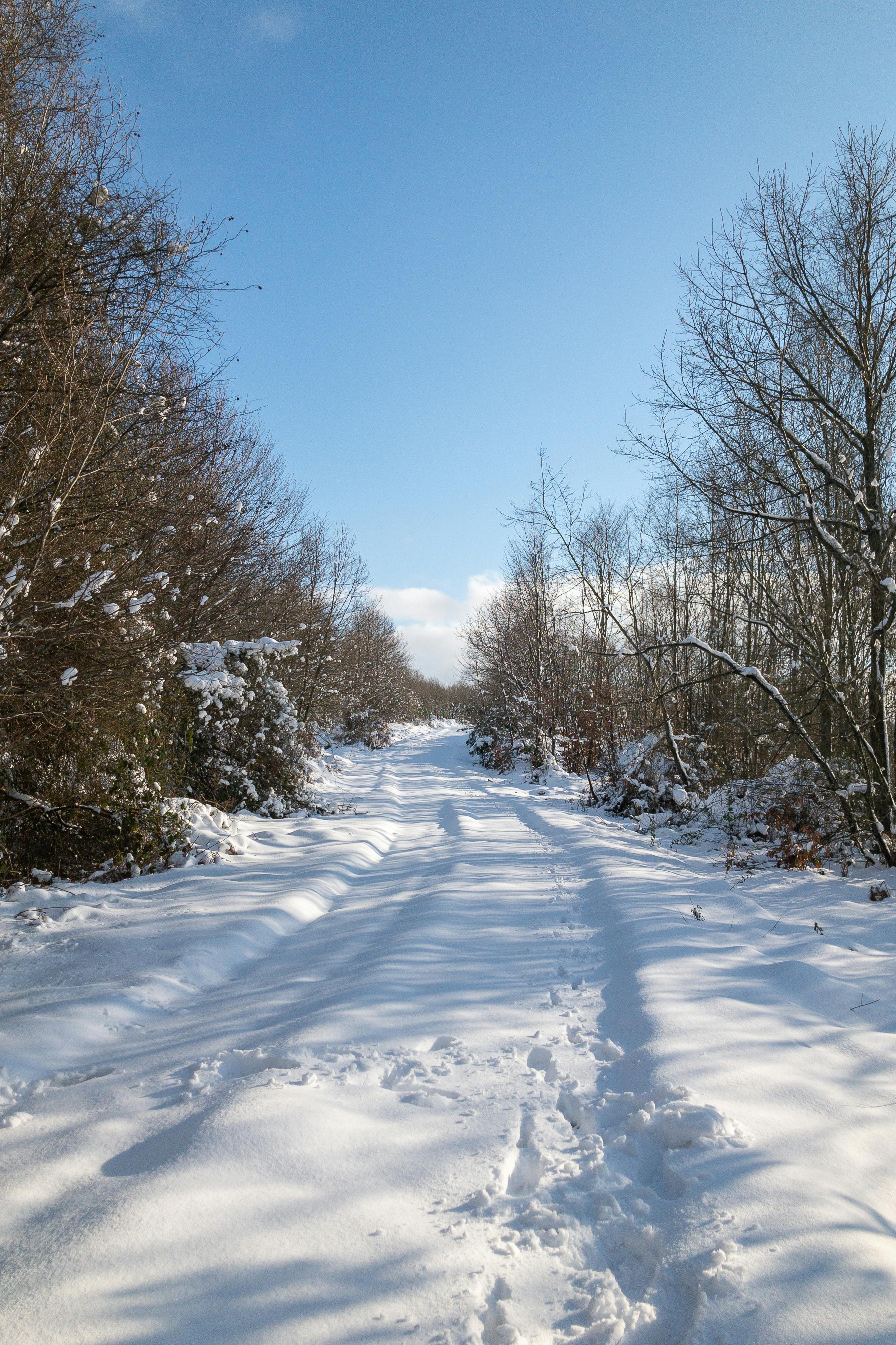 Leafless Trees on Snow Covered Ground · Free Stock Photo