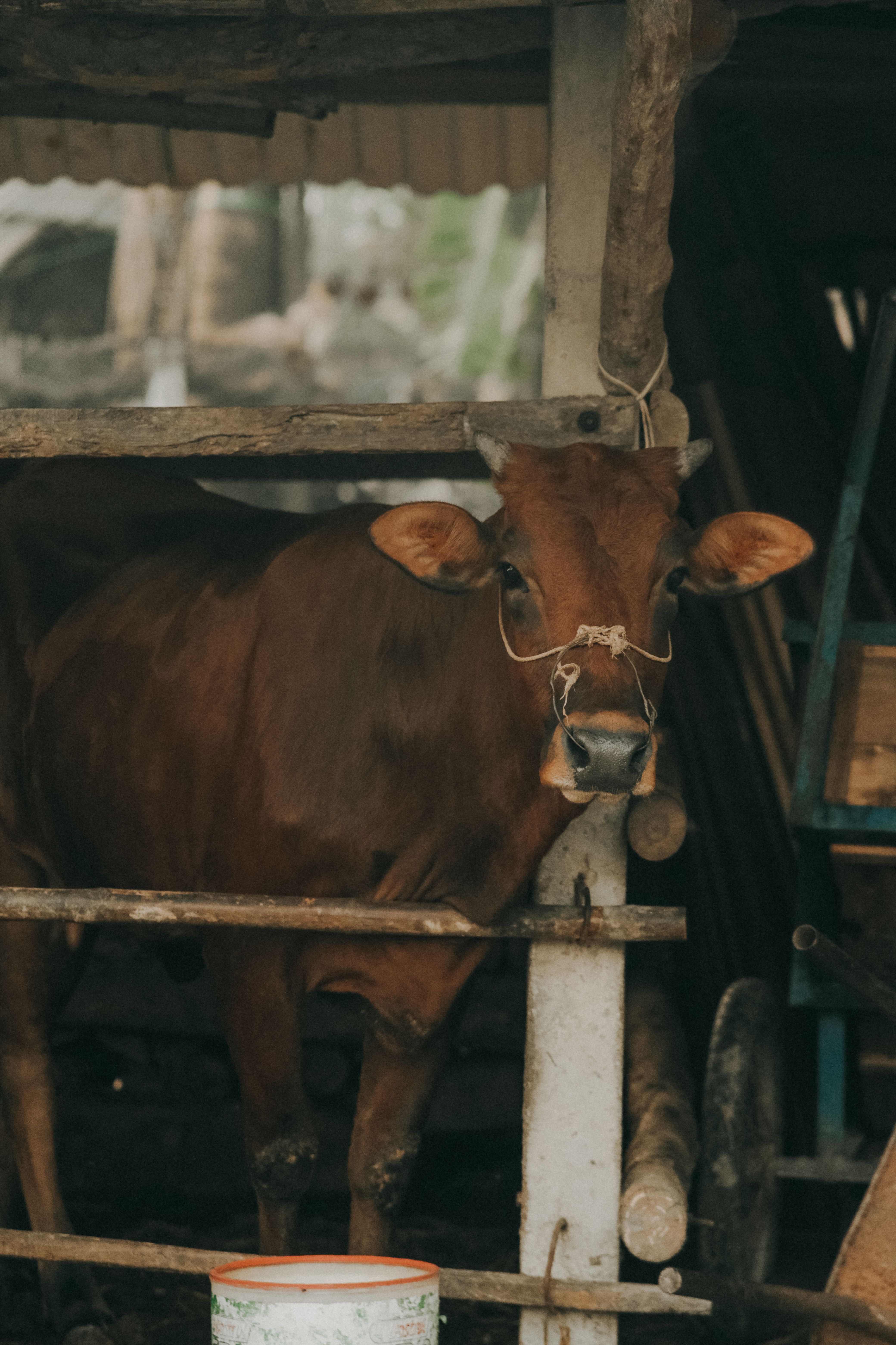 Rams In A Barn · Free Stock Photo
