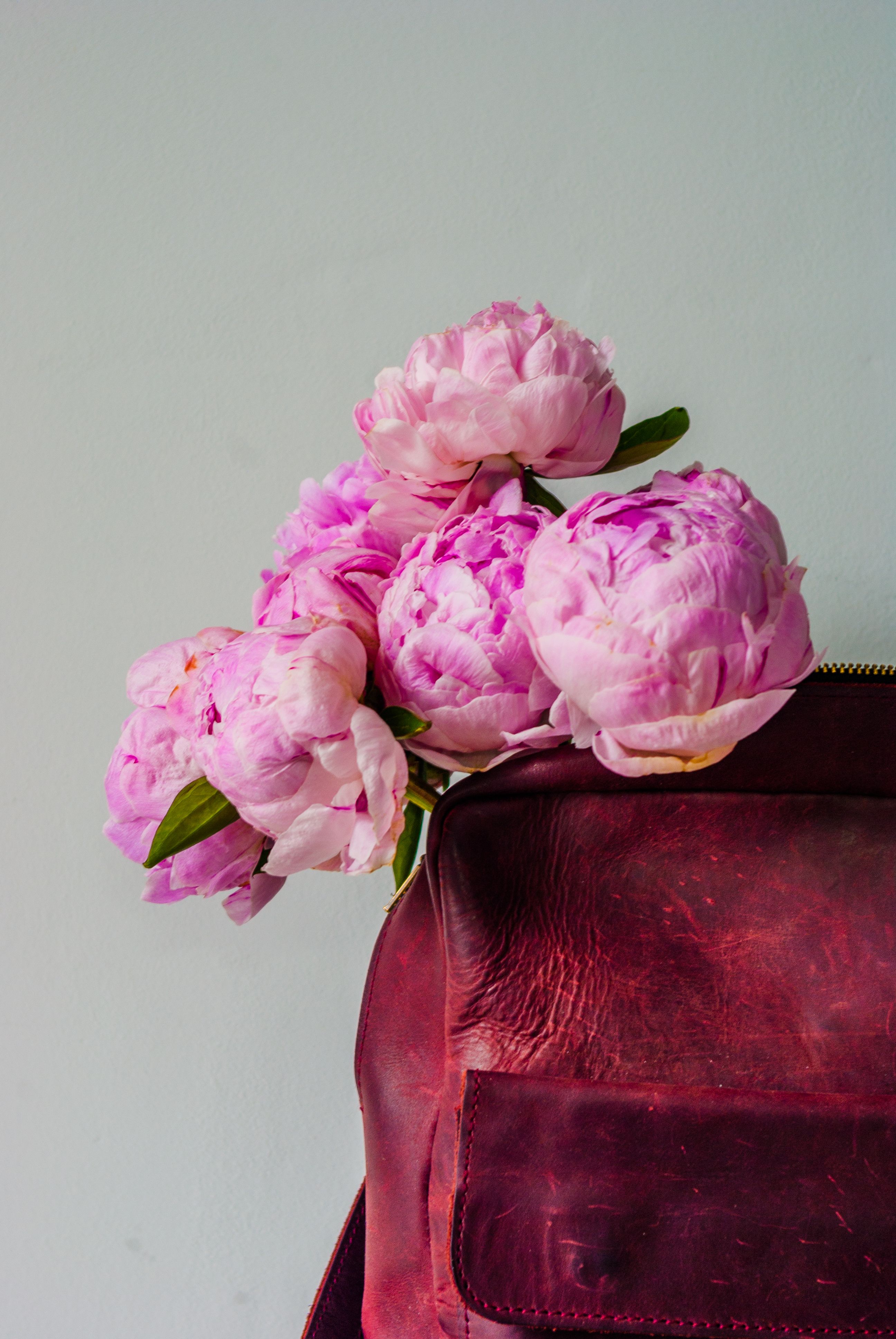 A Close-Up Shot of Pink Peony Flowers · Free Stock Photo