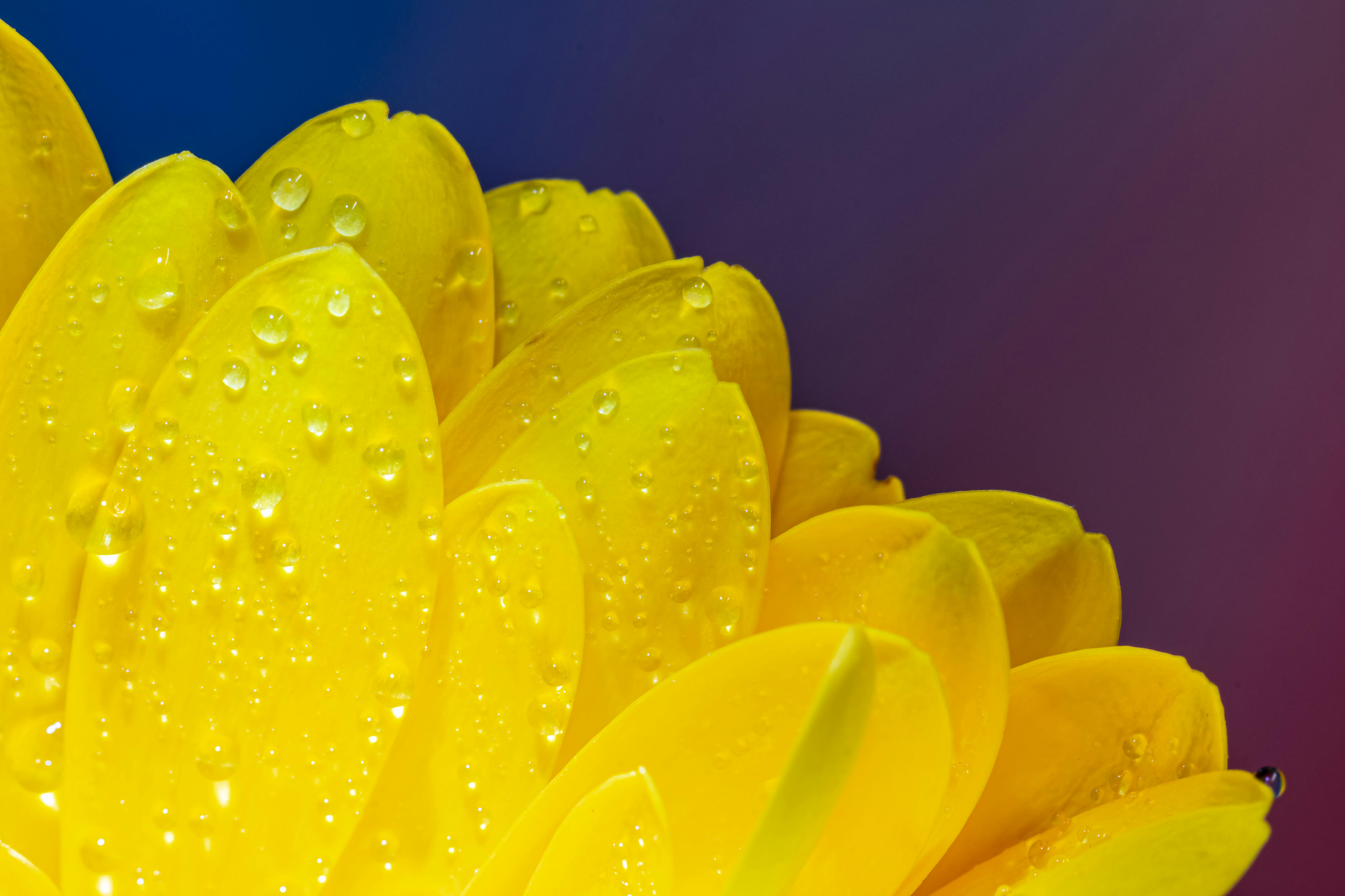 Close-Up Shot of Yellow Petals · Free Stock Photo