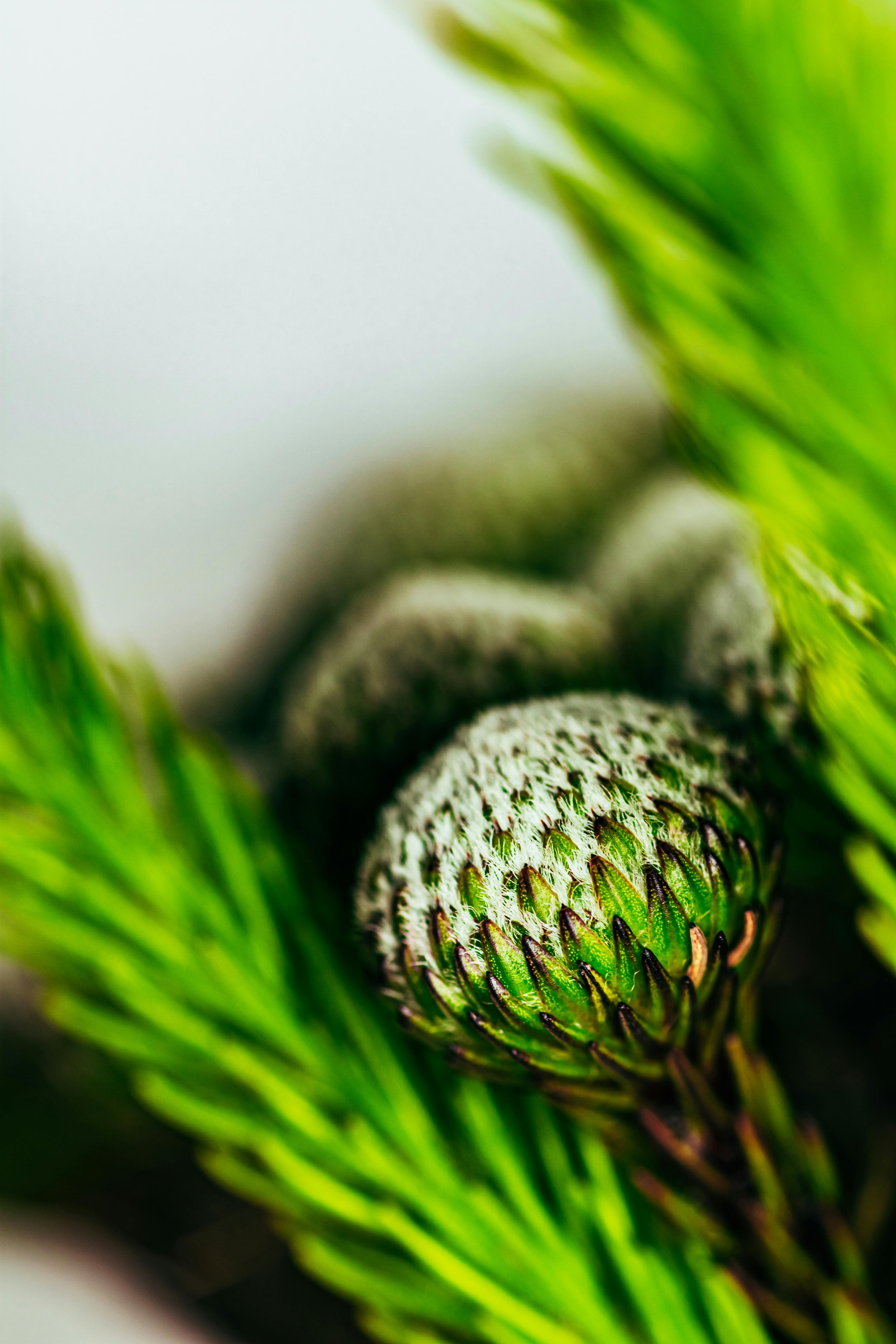 Close-up of a Developing Plant · Free Stock Photo