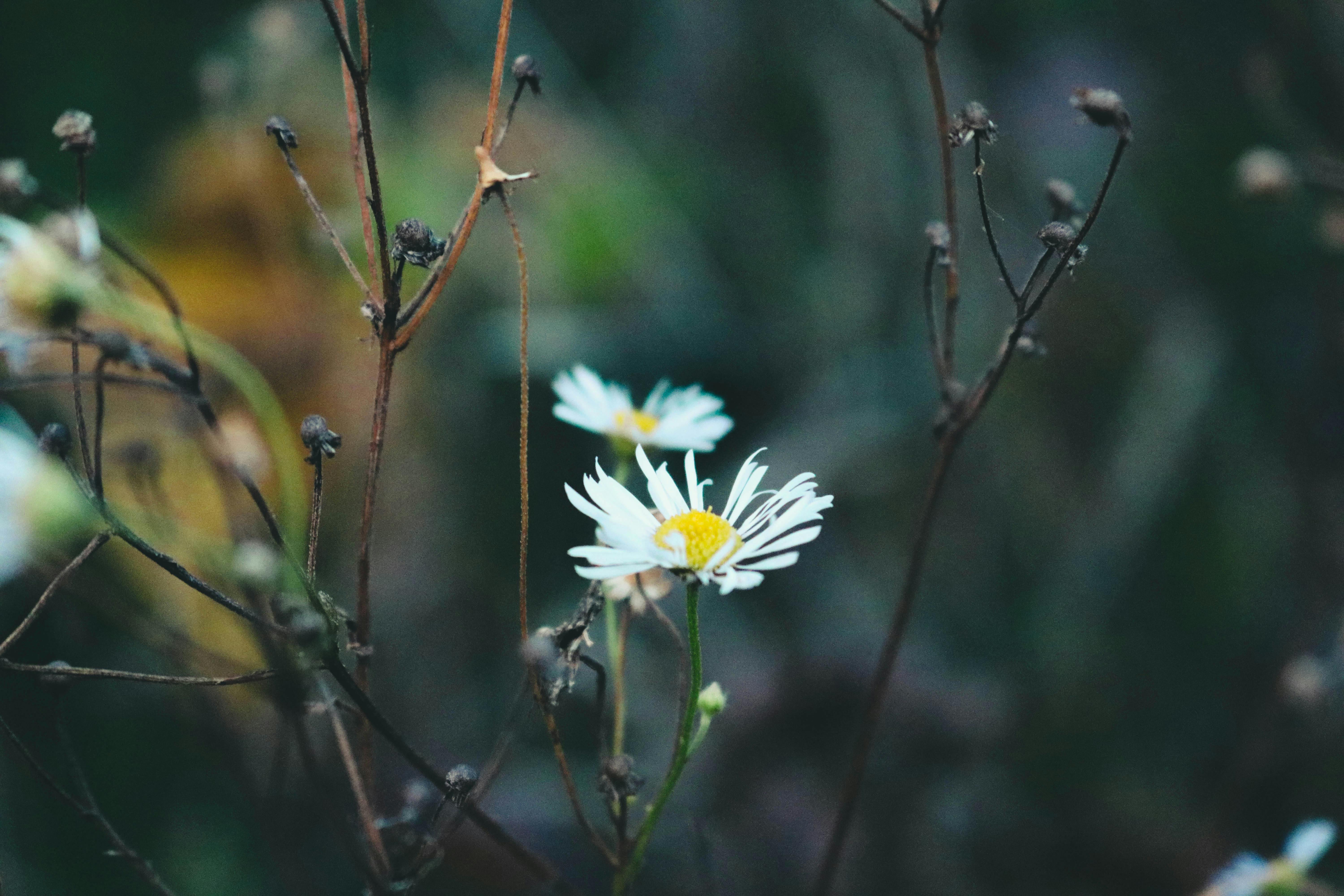 White Flowers · Free Stock Photo