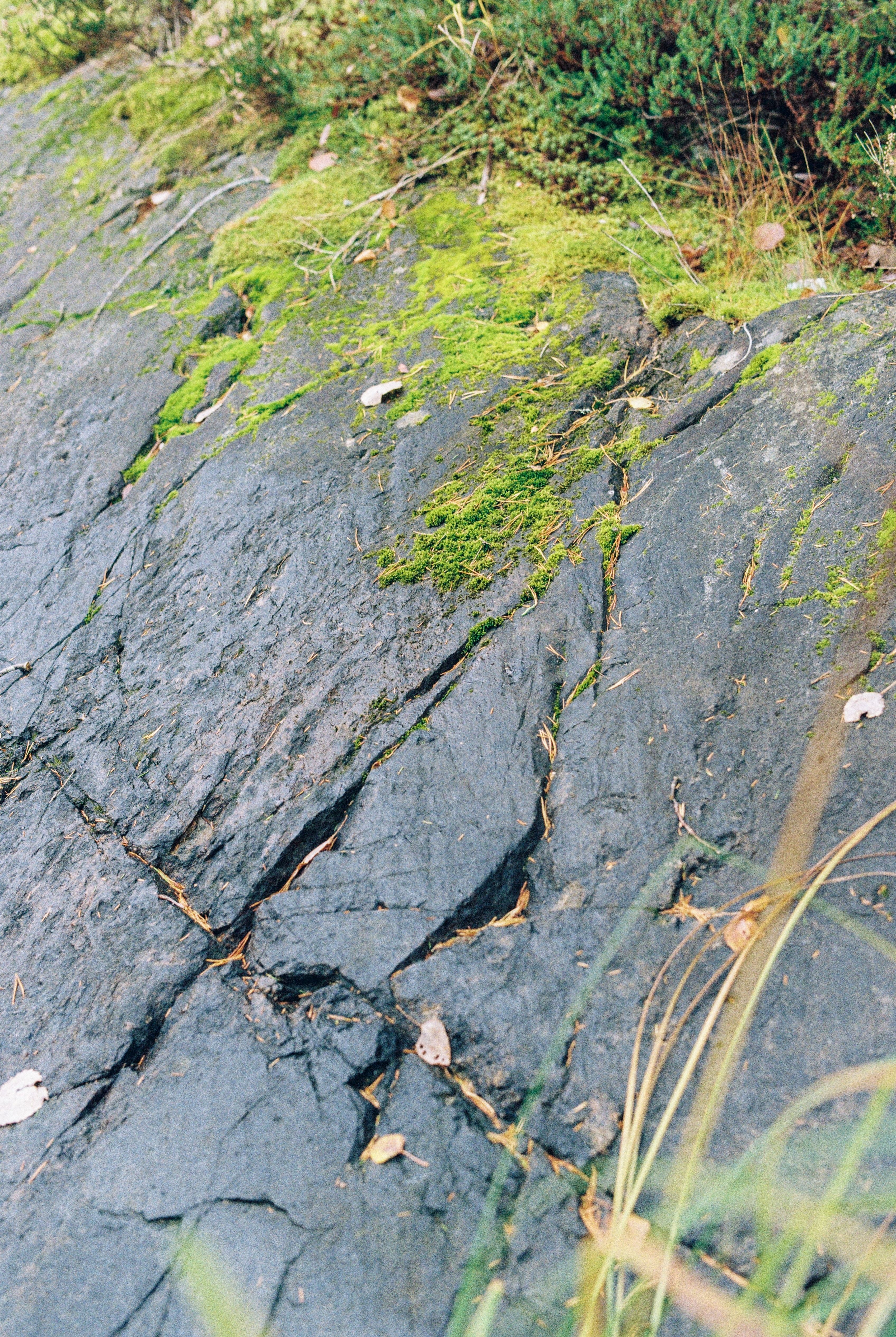 Close-up Photo of Moss Covered Boulder · Free Stock Photo